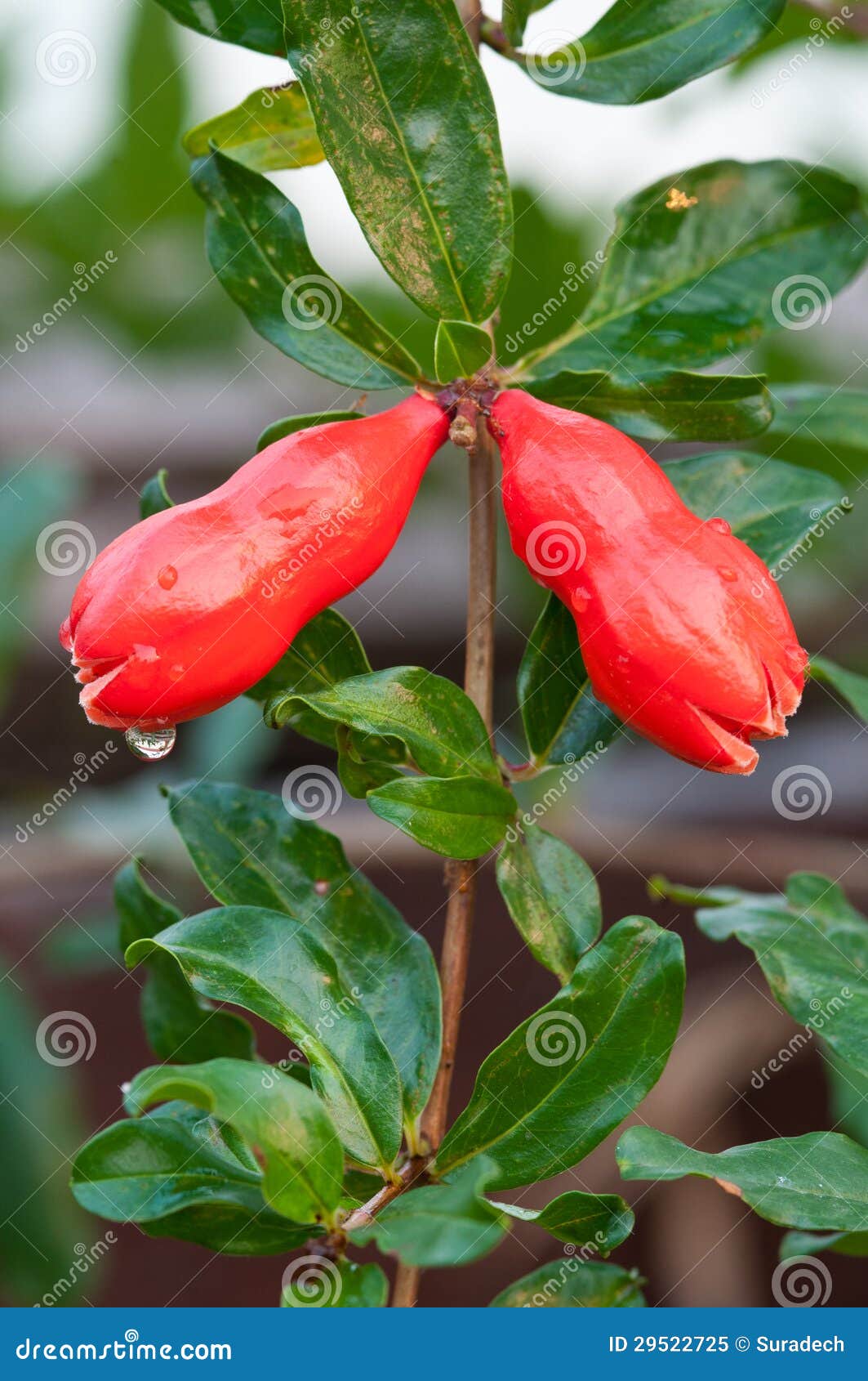 Fleurs de rouge de grenat image stock. Image du fleurs - 29522725