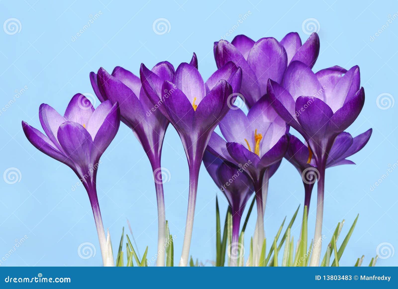 Fleurs de safran image stock. Image of fleur, safran - 13803483