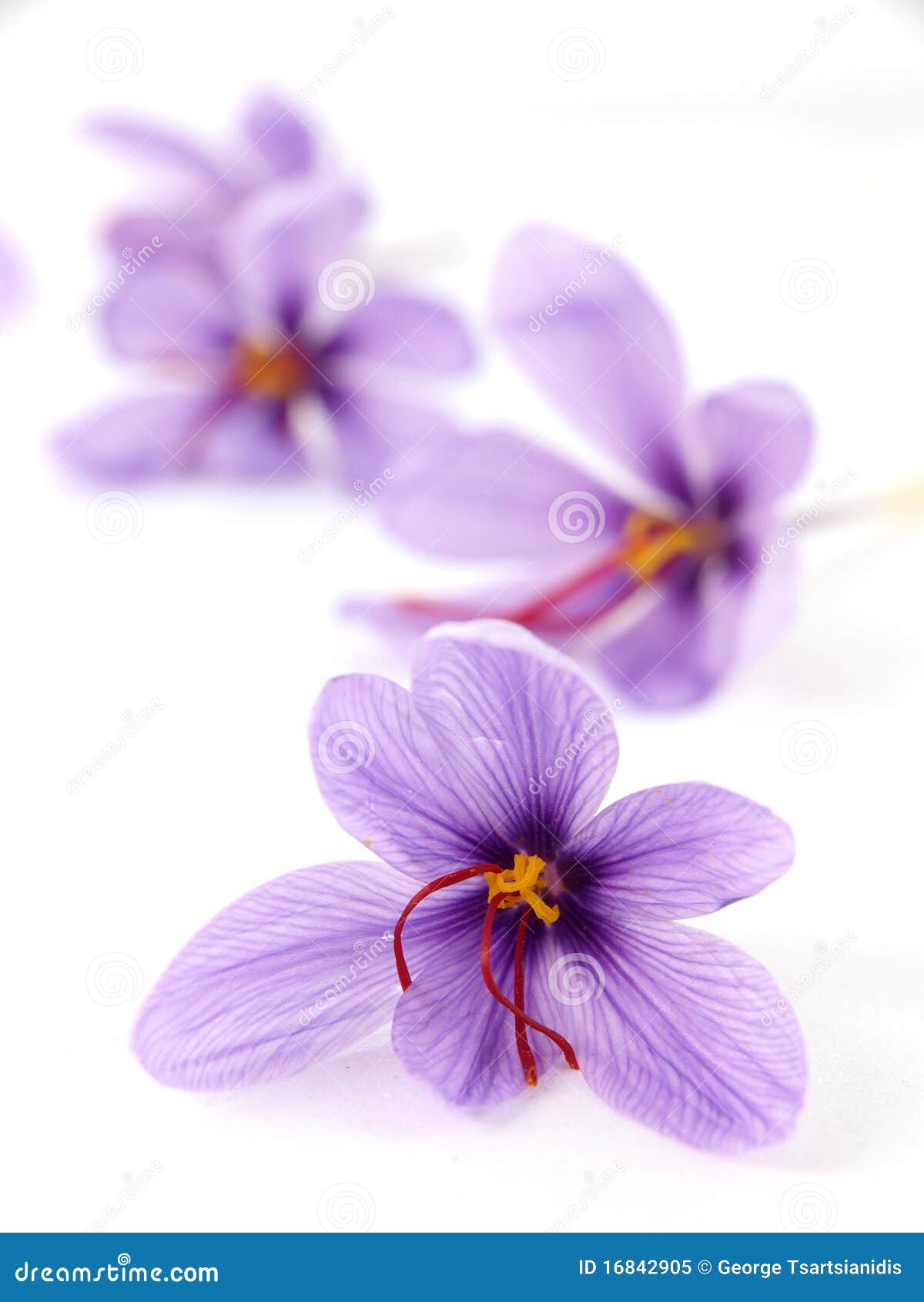 Fleurs de safran image stock. Image du agriculture, safran - 16842905