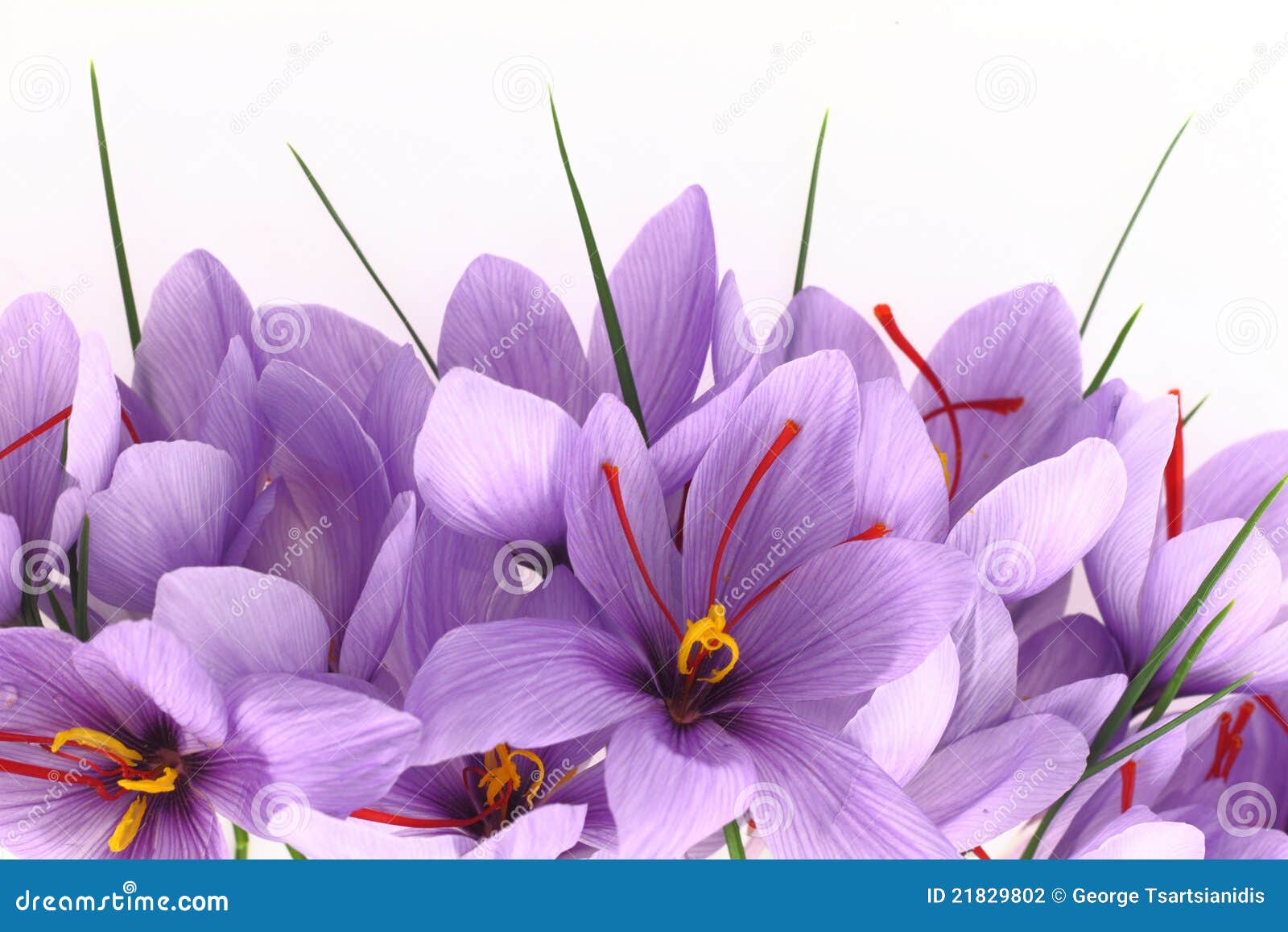Fleurs de safran photo stock. Image du pourpré, agriculture - 21829802