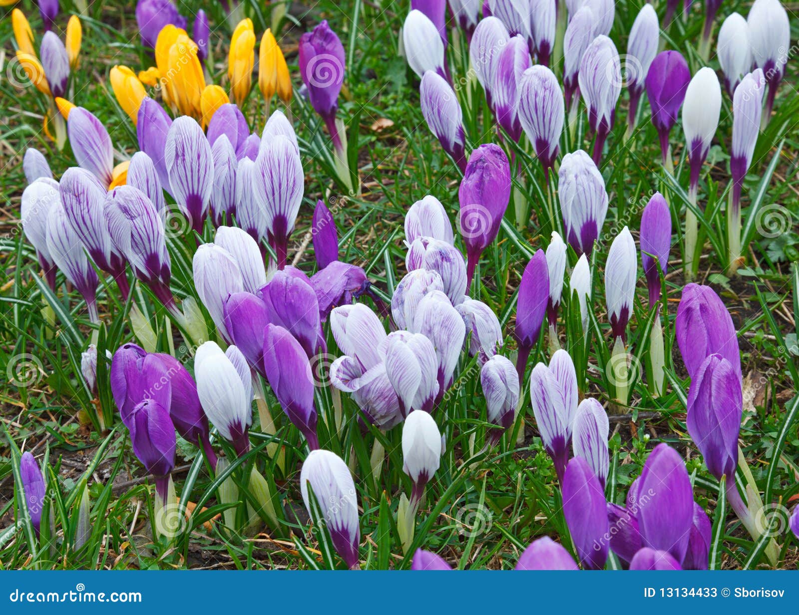 Fleurs de safran sauvage image stock. Image du sauvage - 13134433