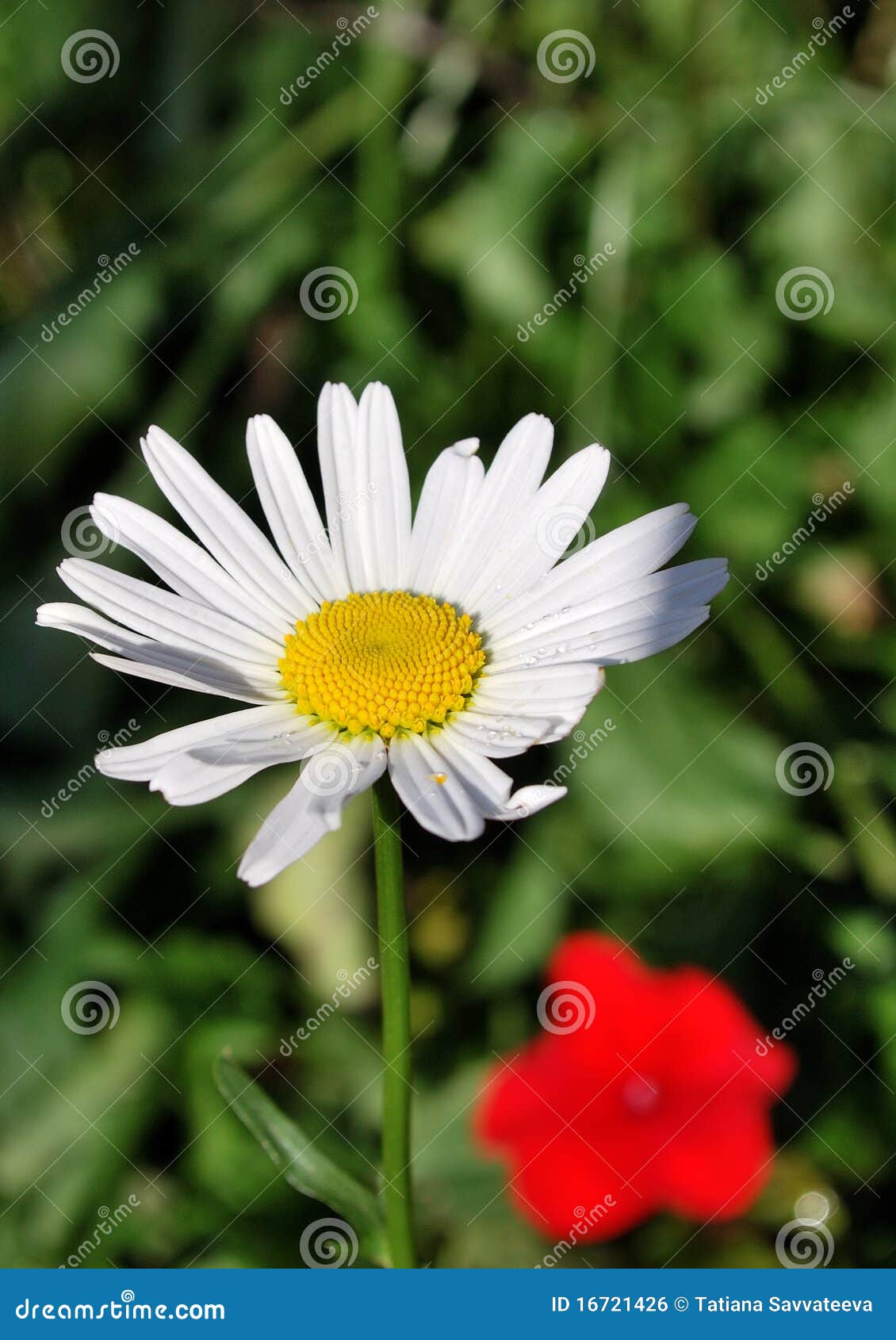 Fleurs de septembre photo stock. Image du flore, marguerite - 16721426