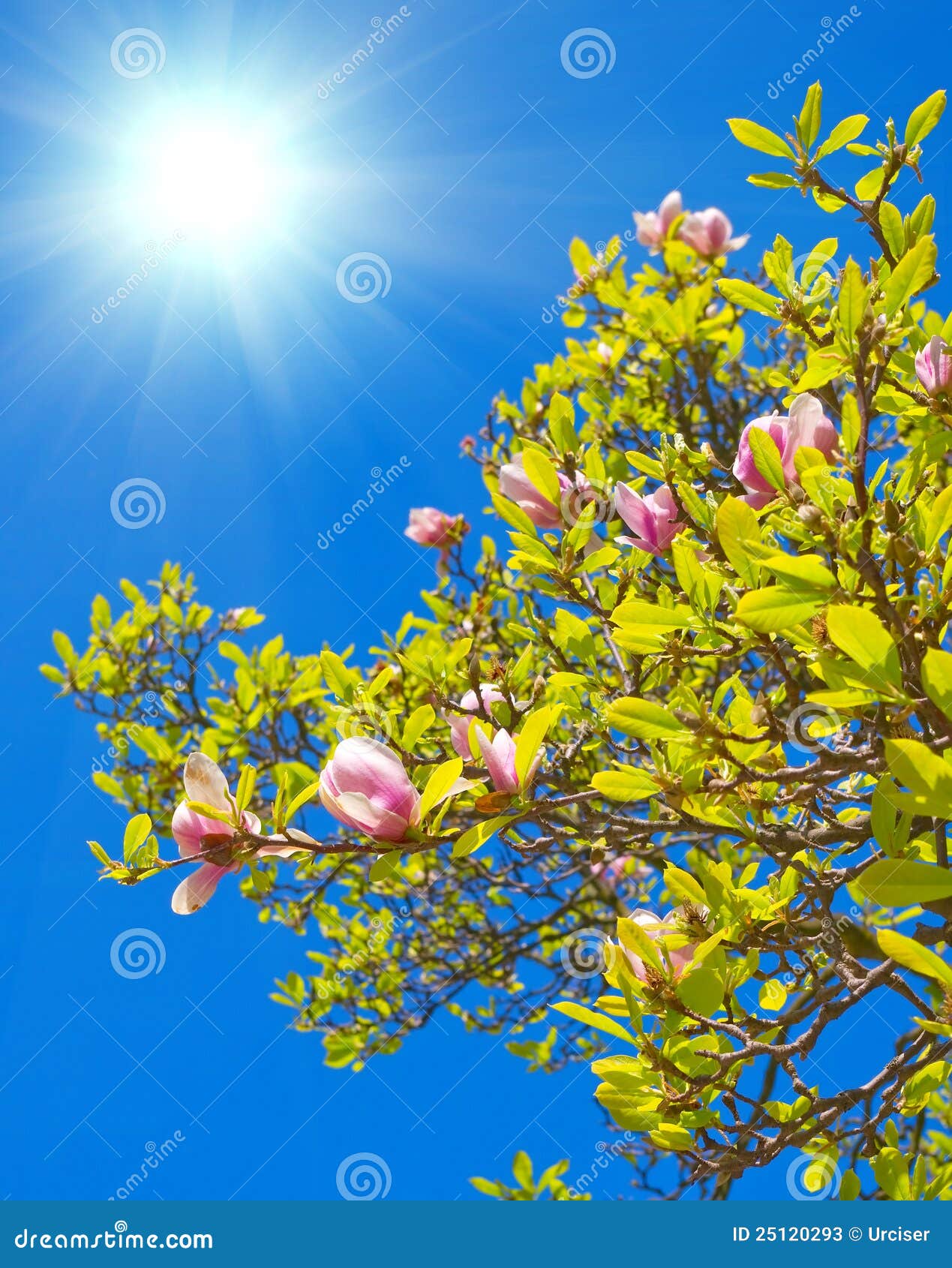 Fleurs De Source D'arbre Chinois De Magnolia Image stock - Image du ...