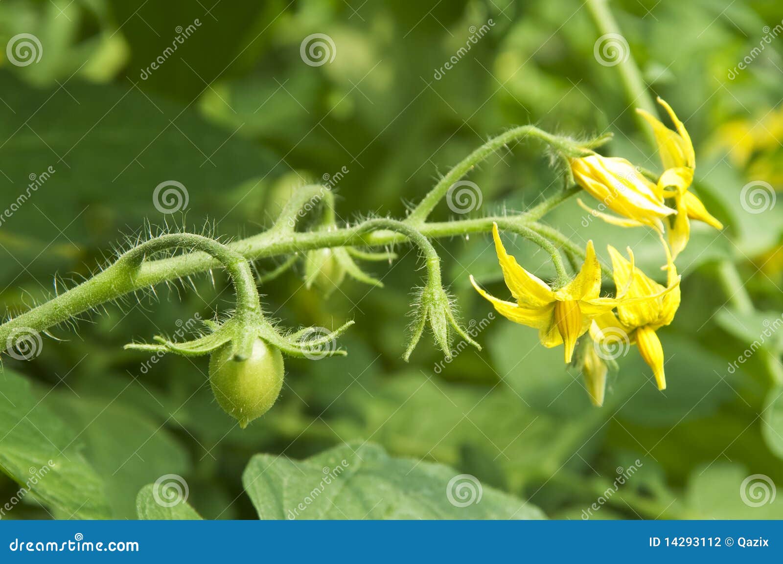 Fleurs de tomate photo stock. Image du frais, fleur, agriculture - 14293112
