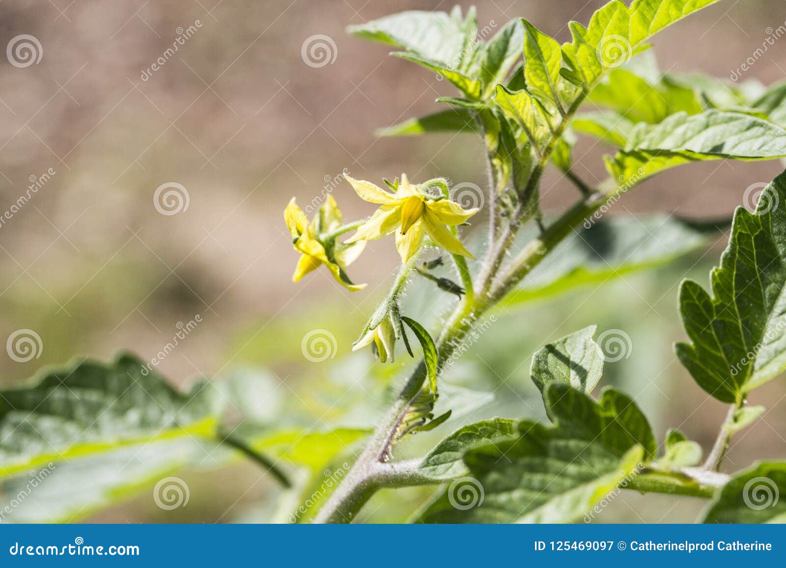 Fleurs De Tomate Sur La Jeune Plante Image stock - Image du ...