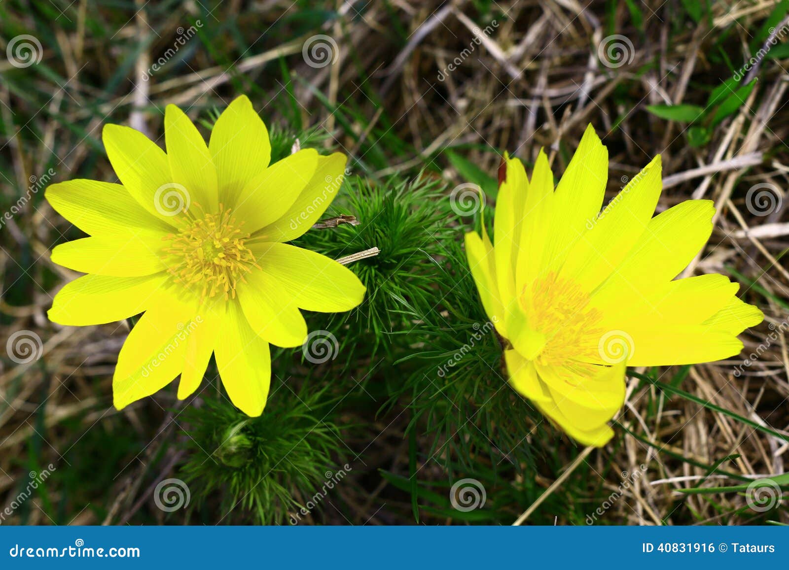Fleurs De Vernalis D'Adonis Photo stock - Image du pétales, fleuraison ...