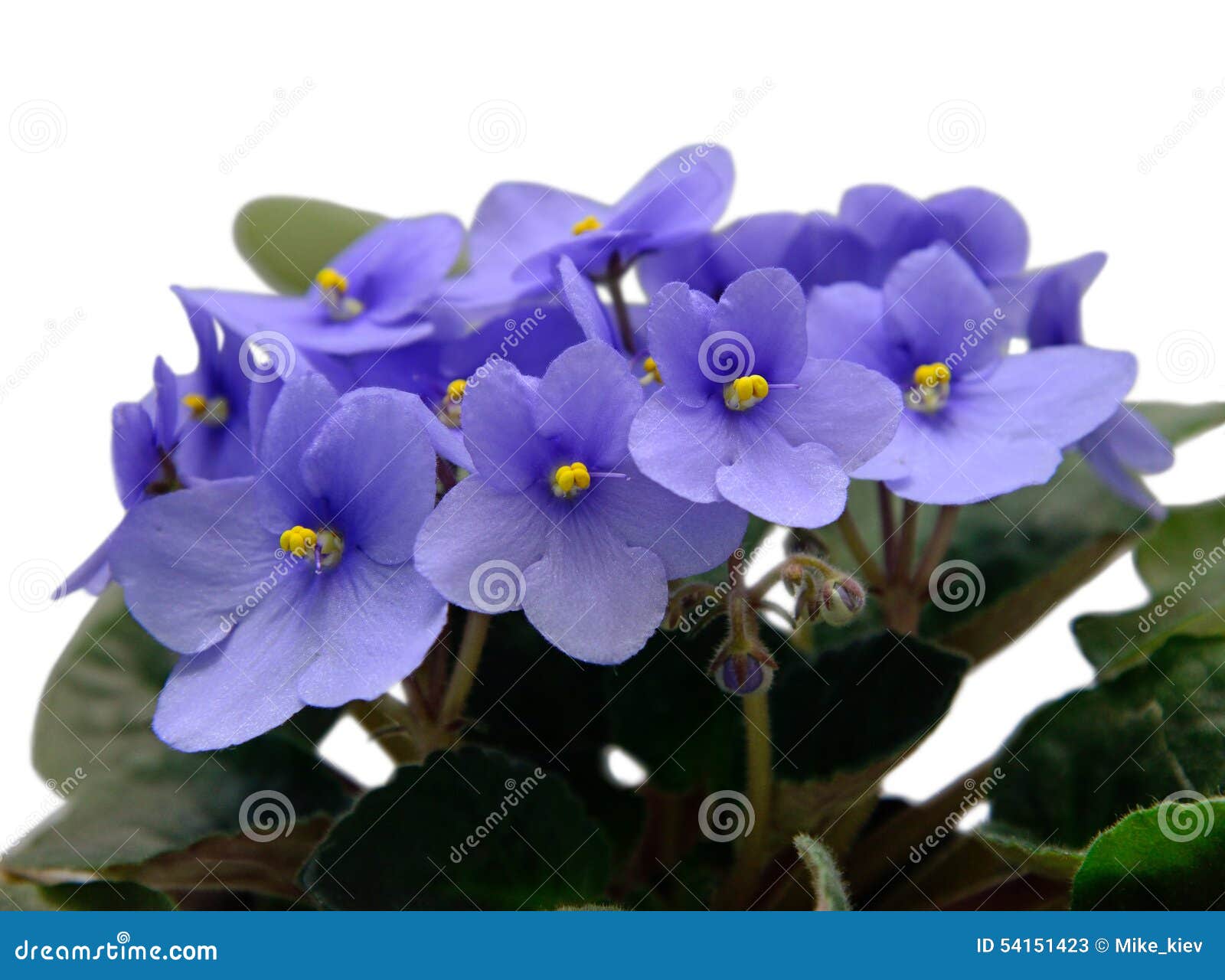Fleurs De Violette Africaine De Saintpaulia Image stock - Image du ...