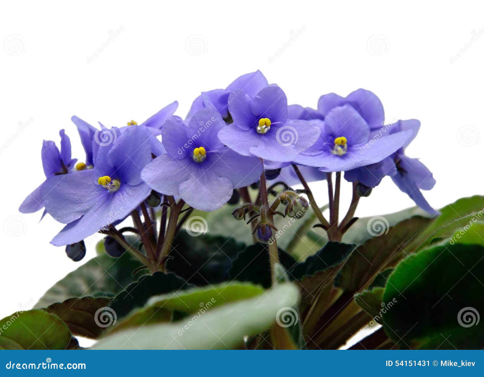 Fleurs De Violette Africaine De Saintpaulia Image stock - Image du ...