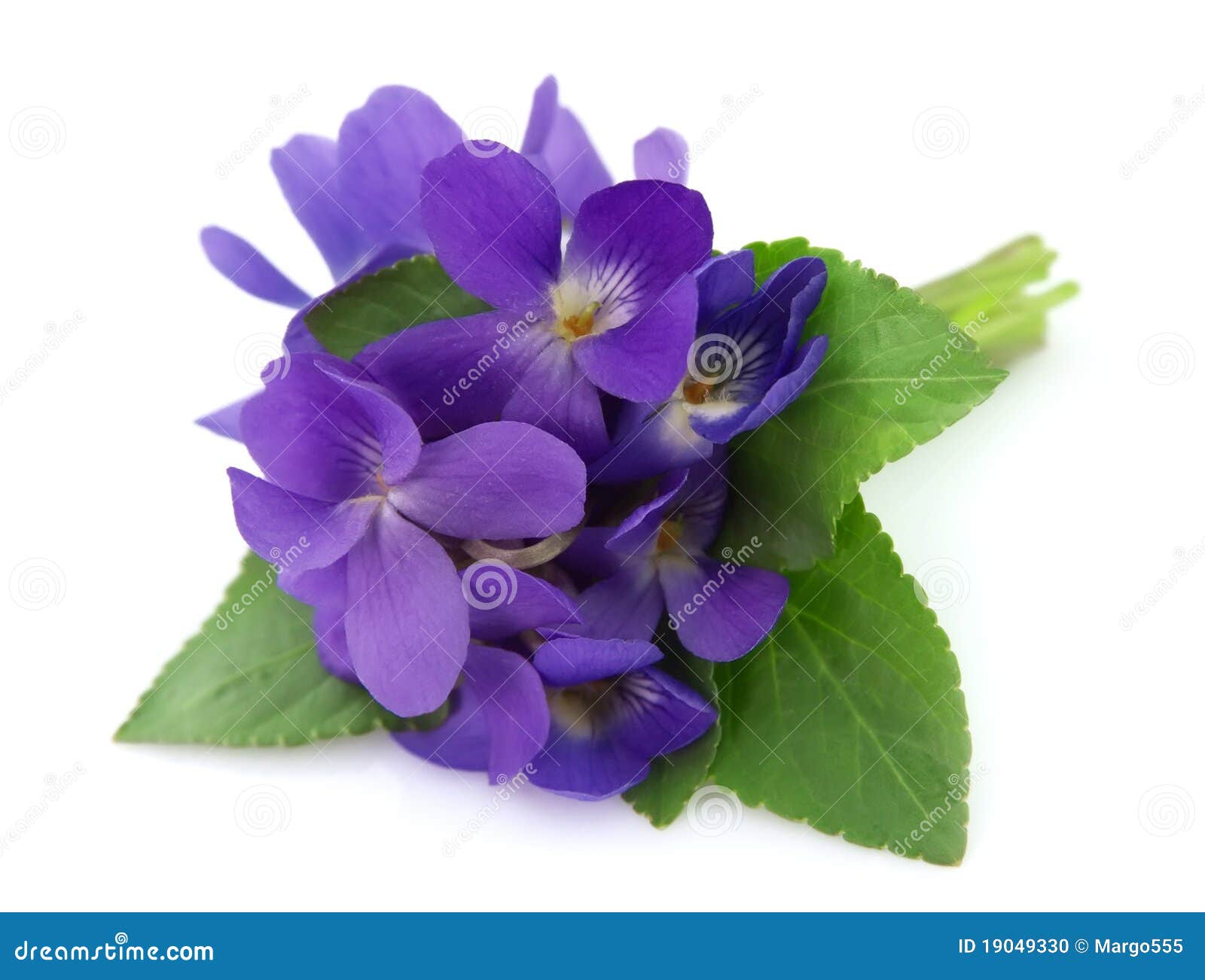 Fleurs De Violettes En Bois Photo stock - Image du sauvage, vert: 19049330