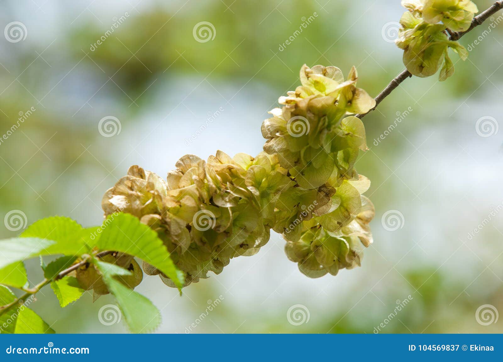 Fleurs Des Ormes, Karagach Arbre D'orme, Fruits Image stock - Image du ...
