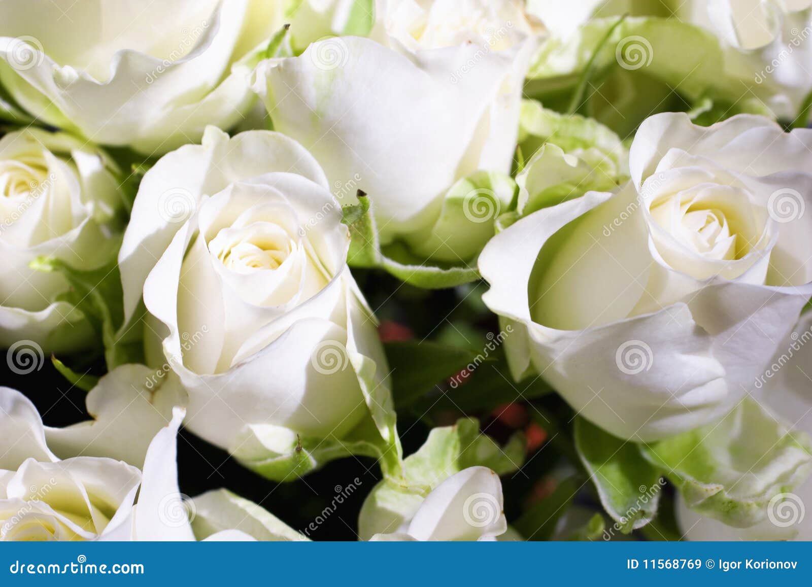 Fleurs des roses blanches image stock. Image du fleuraison - 11568769