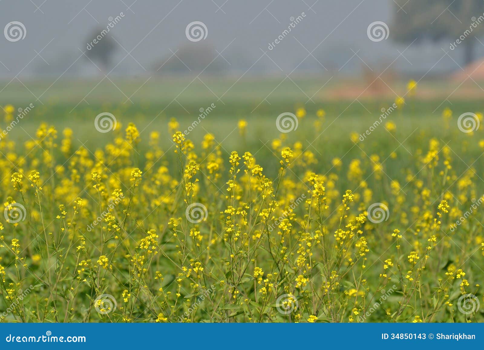 Fleurs Et Culture De Moutarde Image stock - Image du inde, moutarde ...