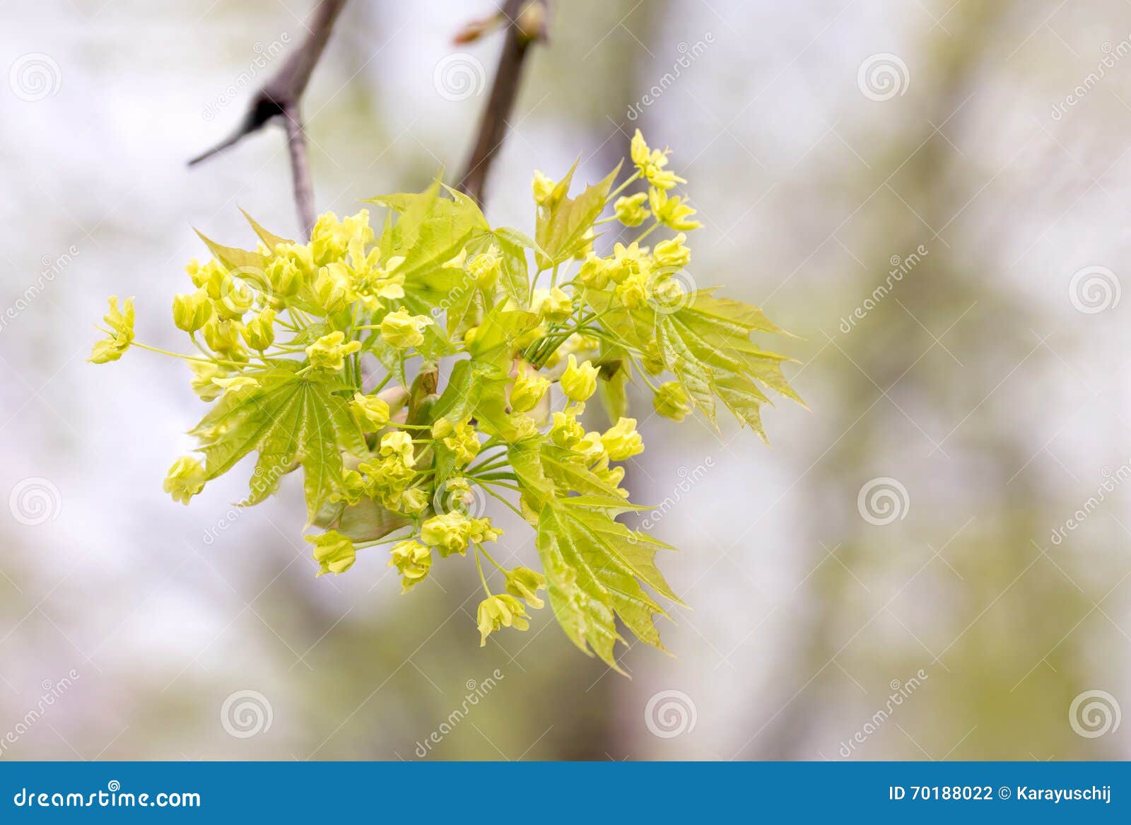 Fleurs Et Feuilles D'arbre D'érable Photo stock - Image du détail ...
