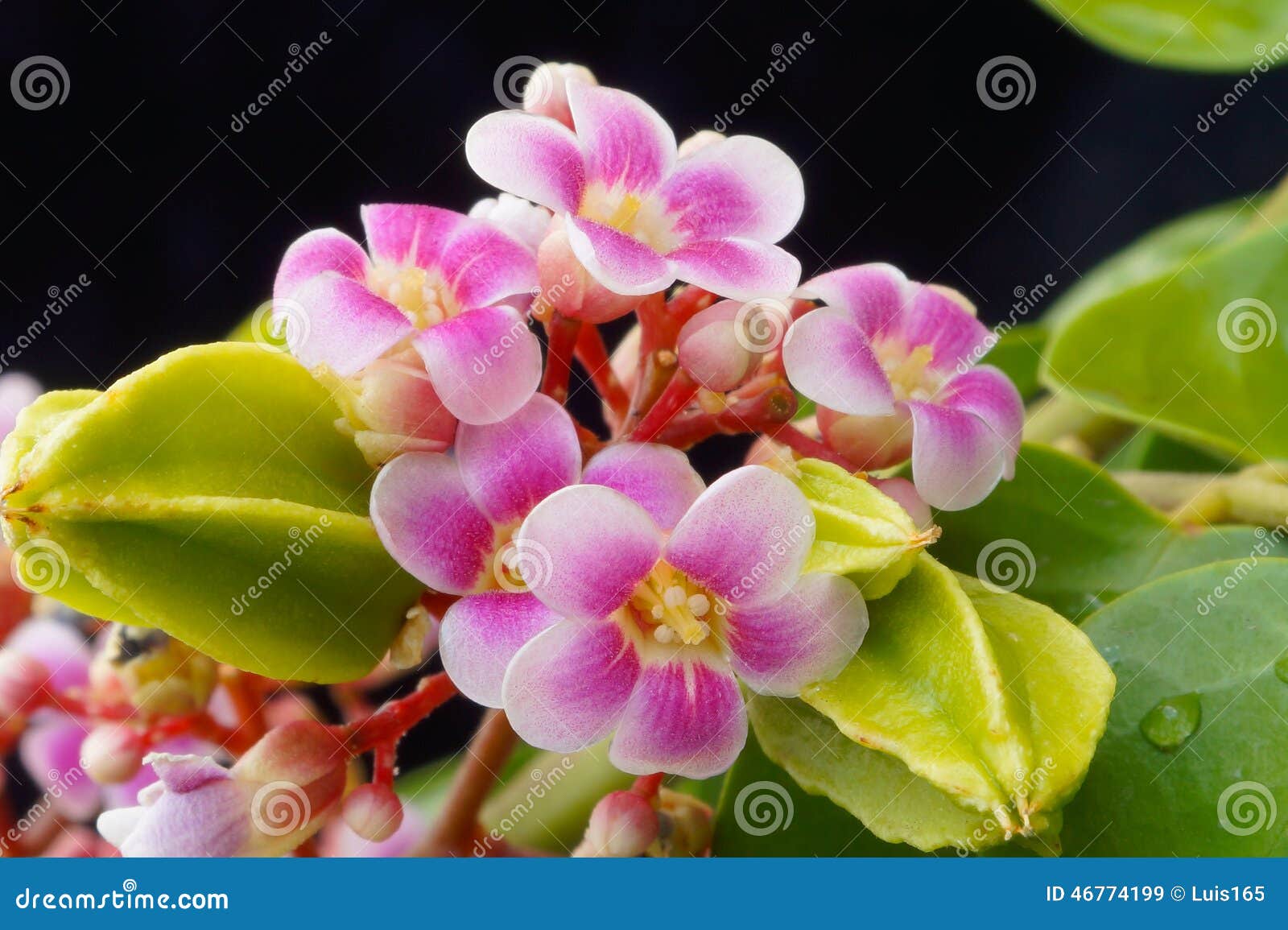 Fleurs Et Fruit De Carambole De Carambolier Image stock - Image du ...