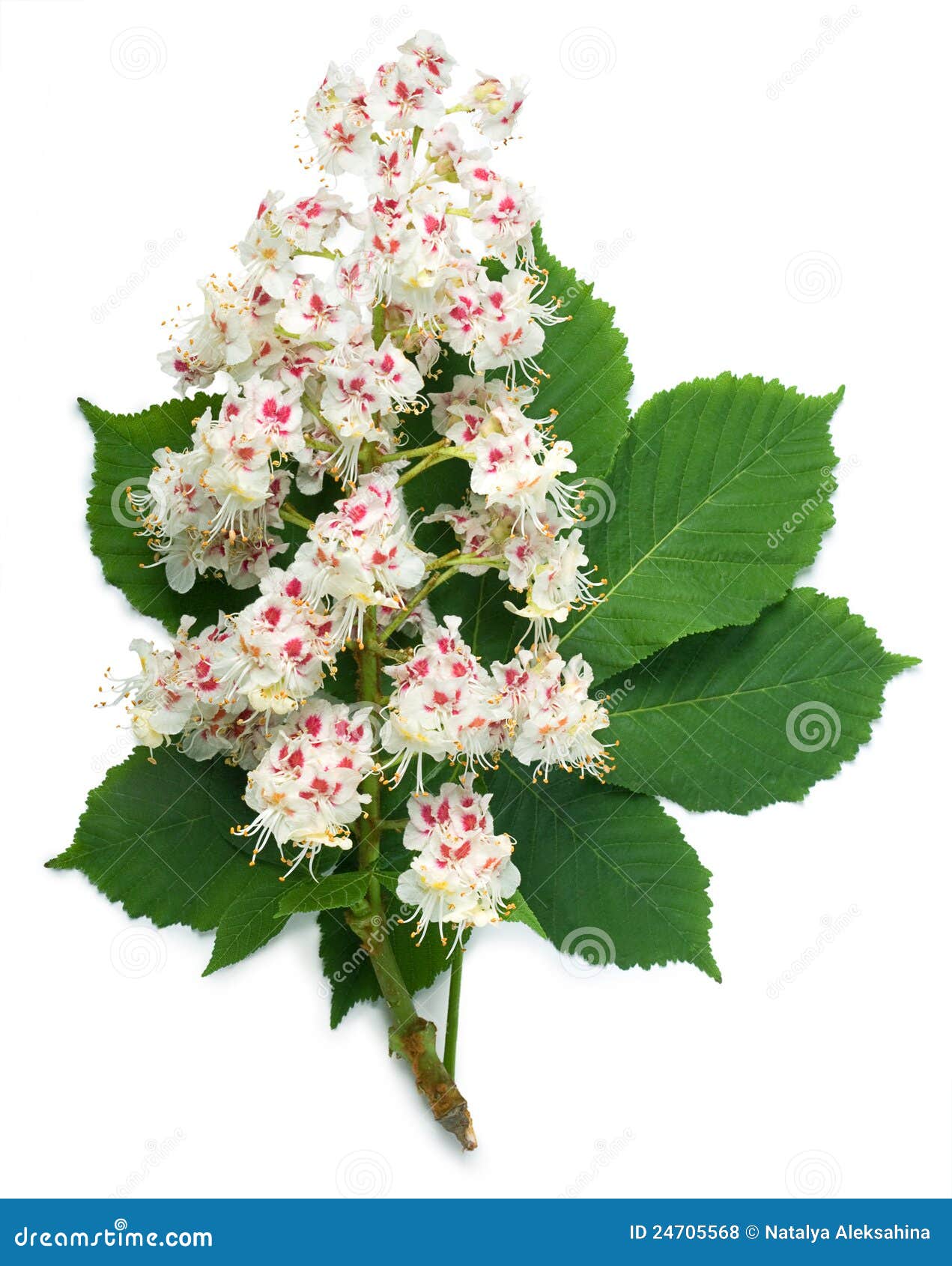 Fleurs Et Lame De Marron D'Inde Photo stock - Image du juin, marron ...