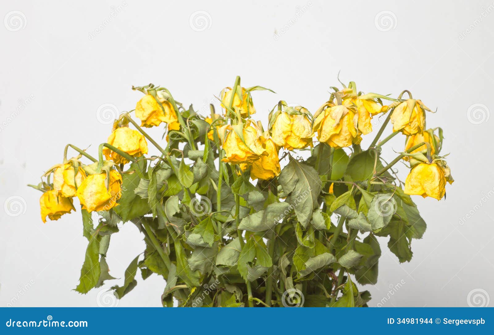 Fleurs fanées photo stock. Image du cheminée, rapports - 34981944