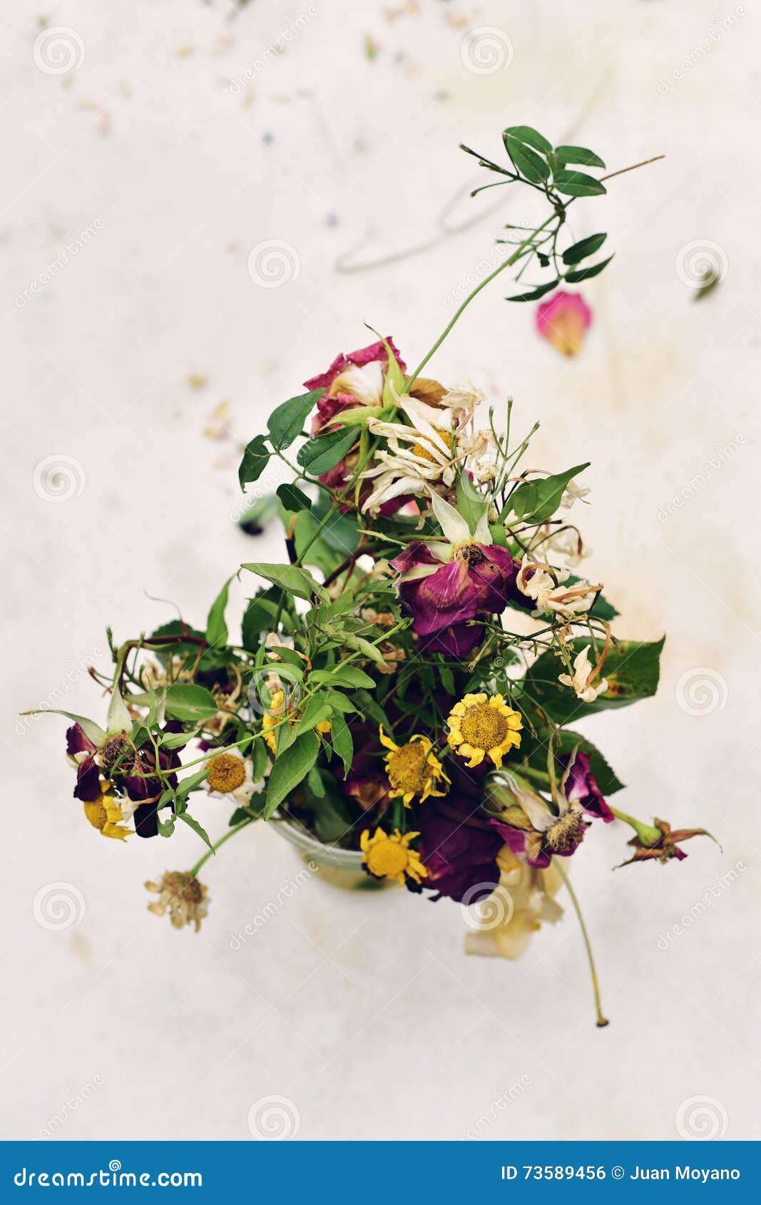 Fleurs fanées photo stock. Image du lames, roses, humeur - 73589456