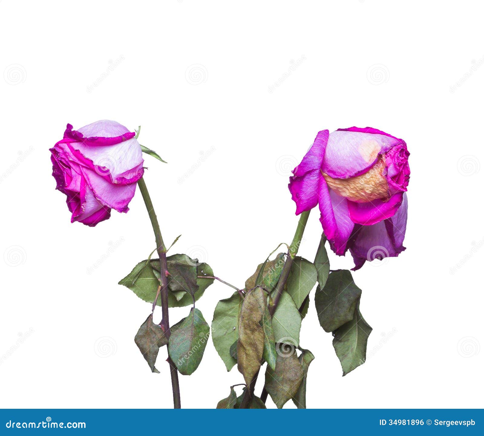 Fleurs Fanées Image libre de droits - Image: 34981896