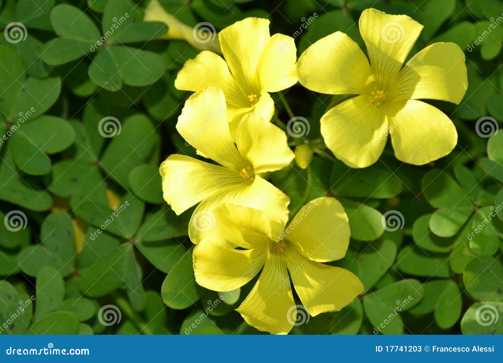 Fleurs Jaunes De Trèfle Photos stock - Image: 17741203