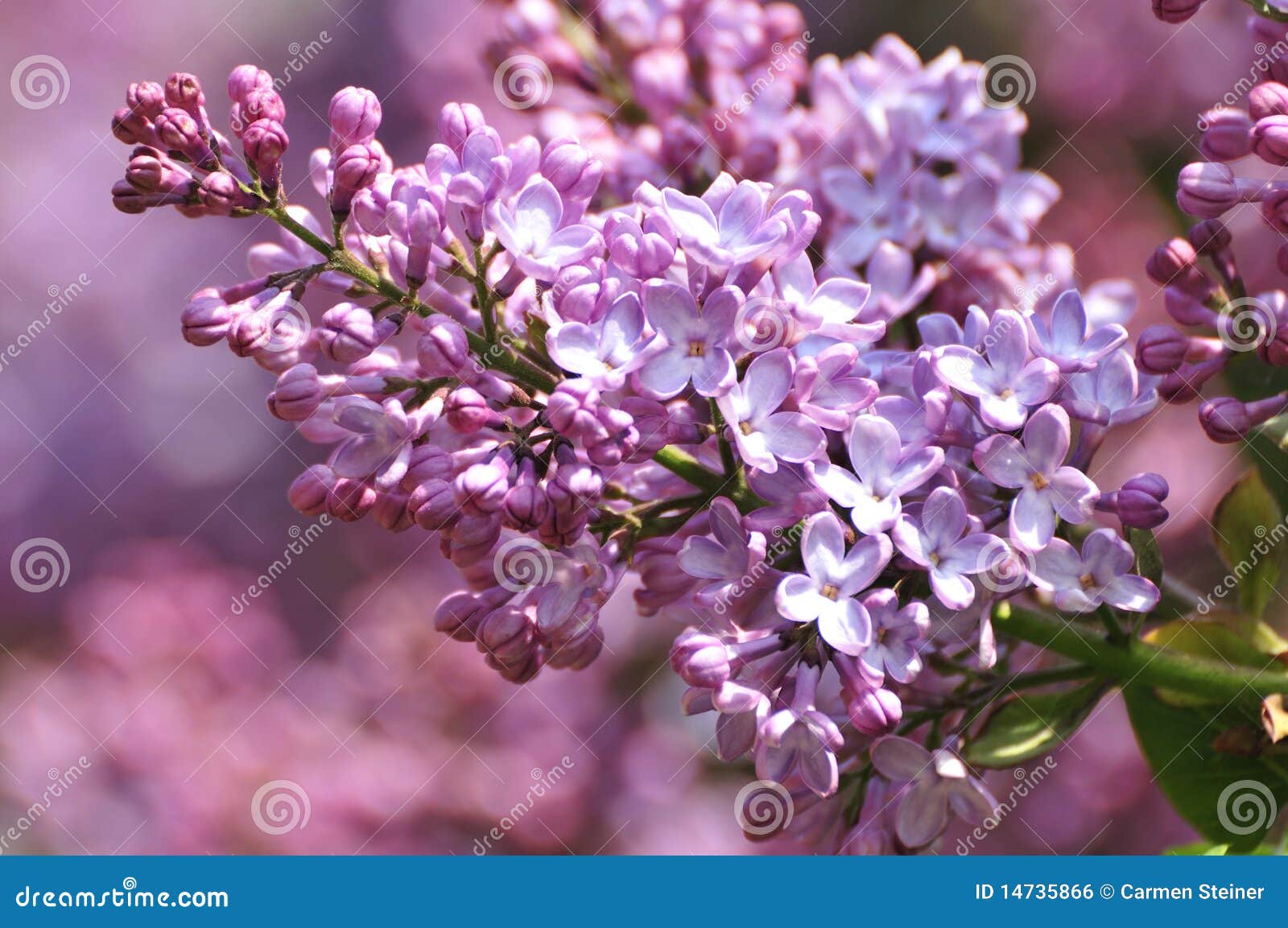 Fleurs lilas en fleur photo stock. Image of fleur, lilas - 14735866