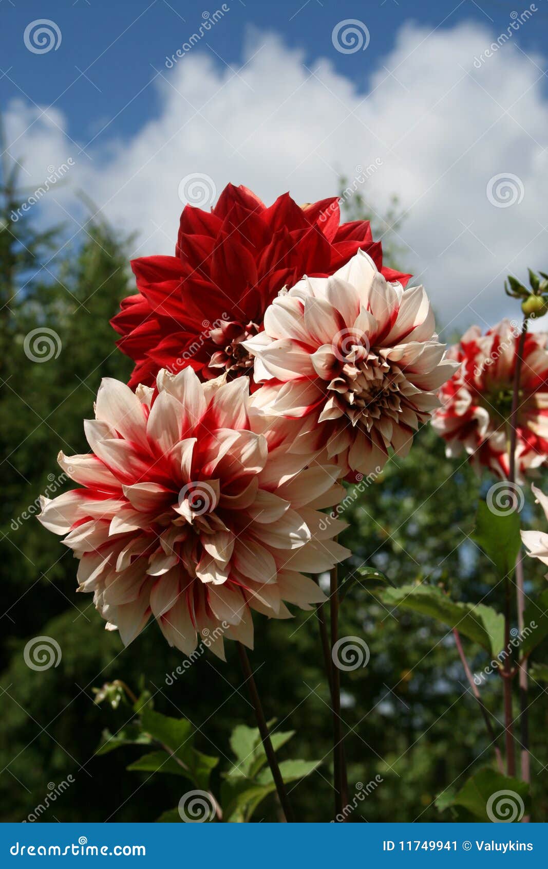 Fleurs magnifiques image stock. Image du verticale, dahlia - 11749941