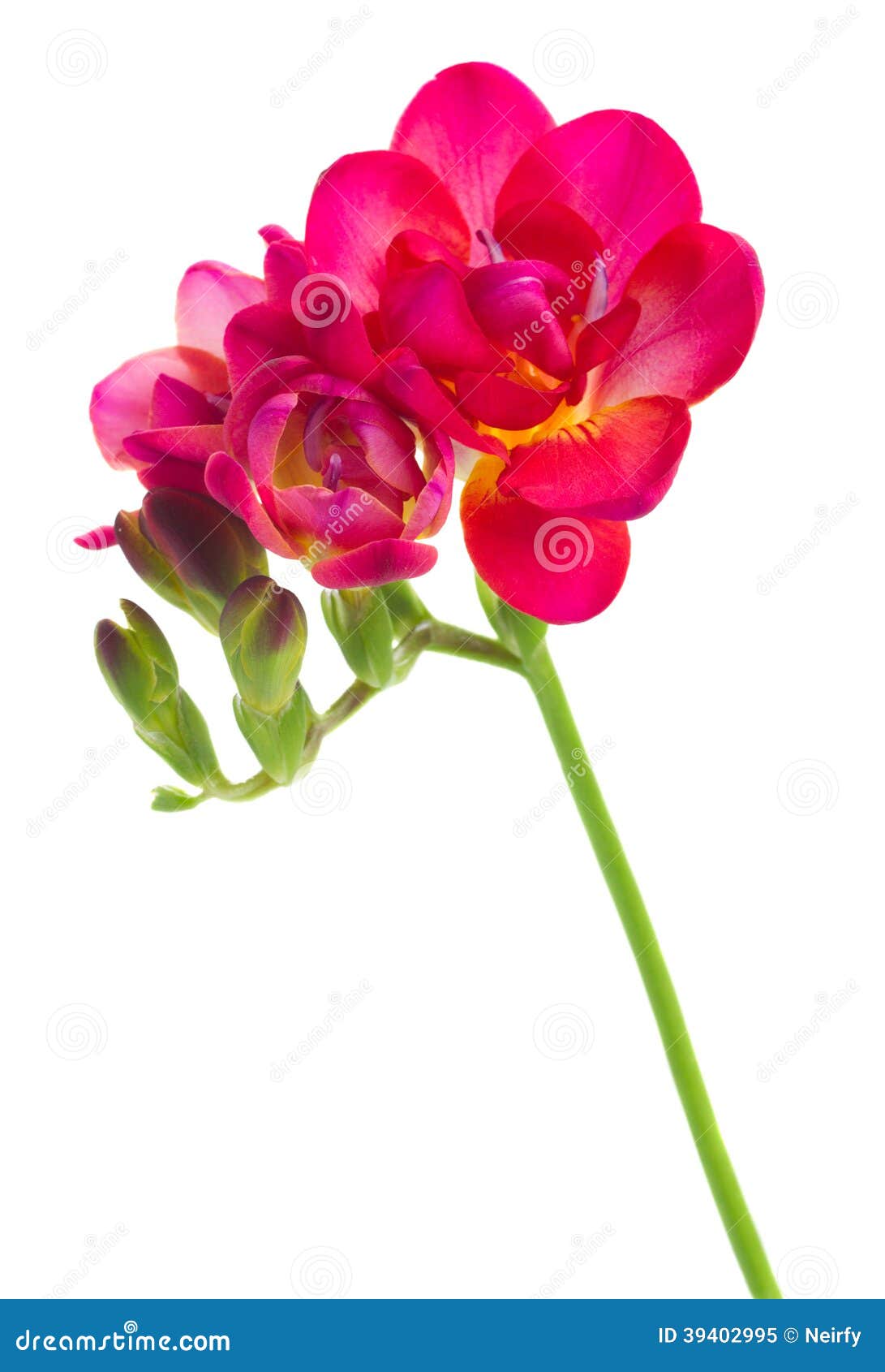 Fleurs mauve de freesia image stock. Image du flore, freesias - 39402995