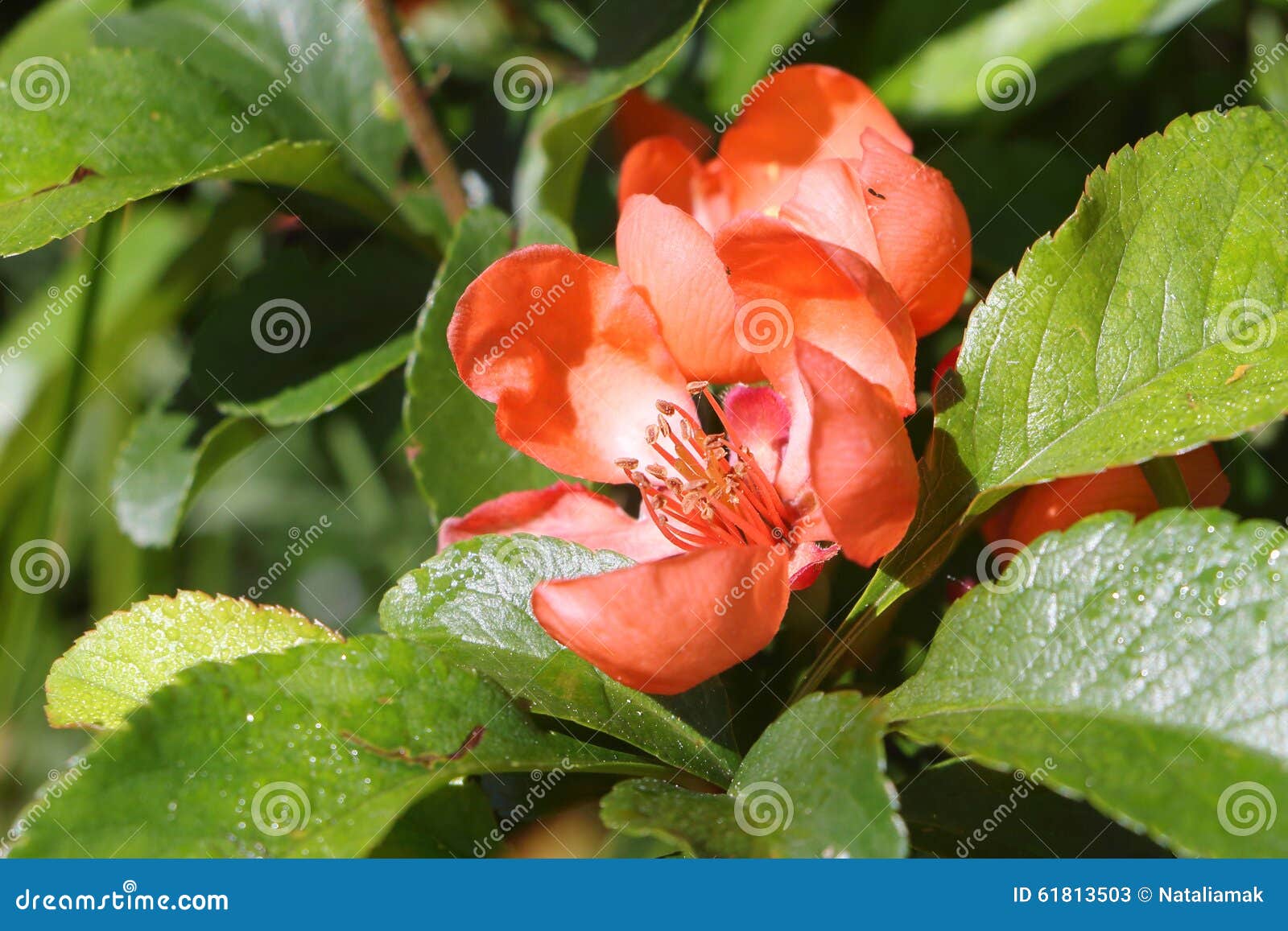 Fleurs Oranges Sur Une Branche De Coing Image stock - Image du fermer ...