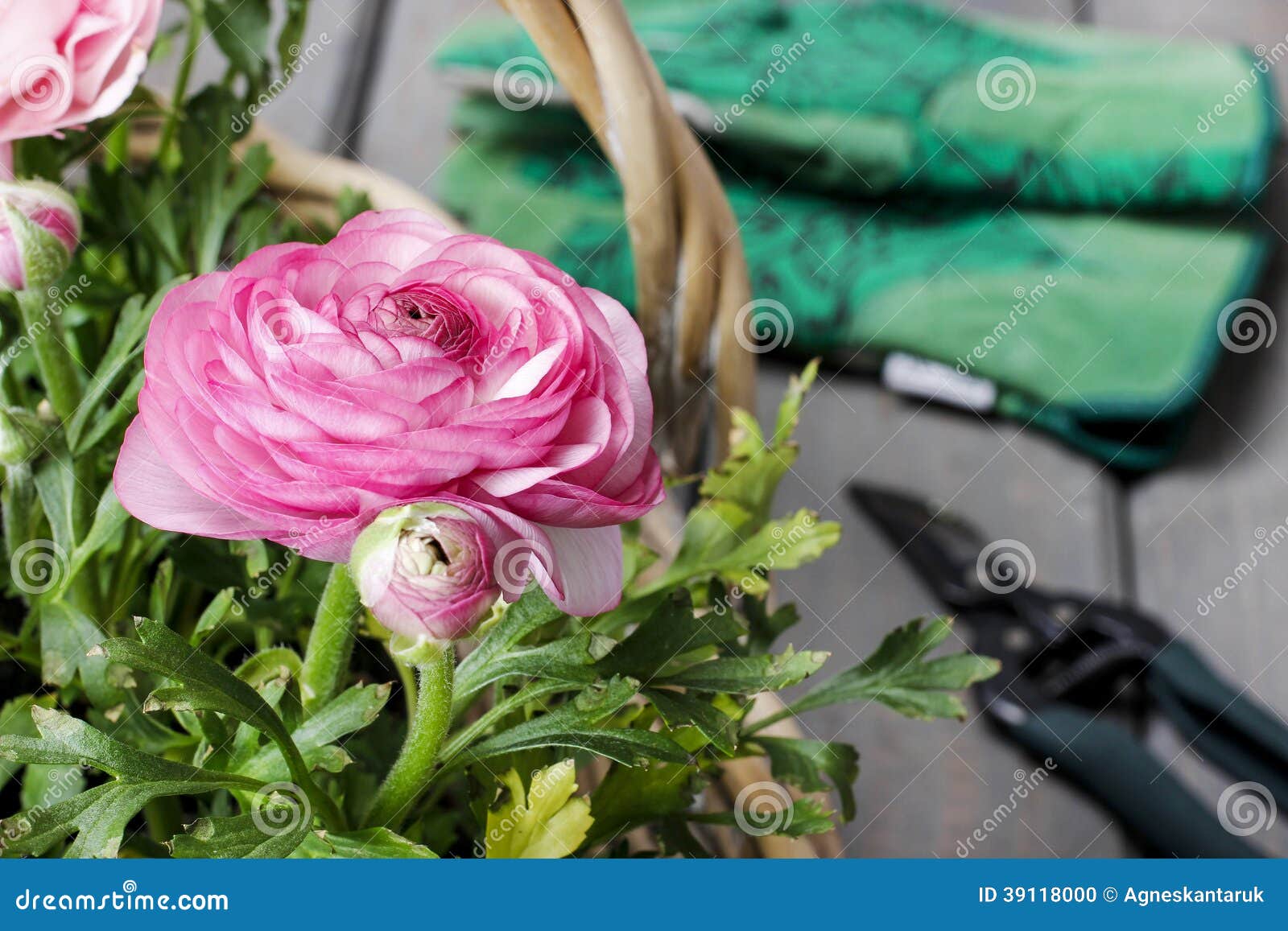 Fleurs Persanes Roses De Renoncule. Photo stock - Image du nature ...