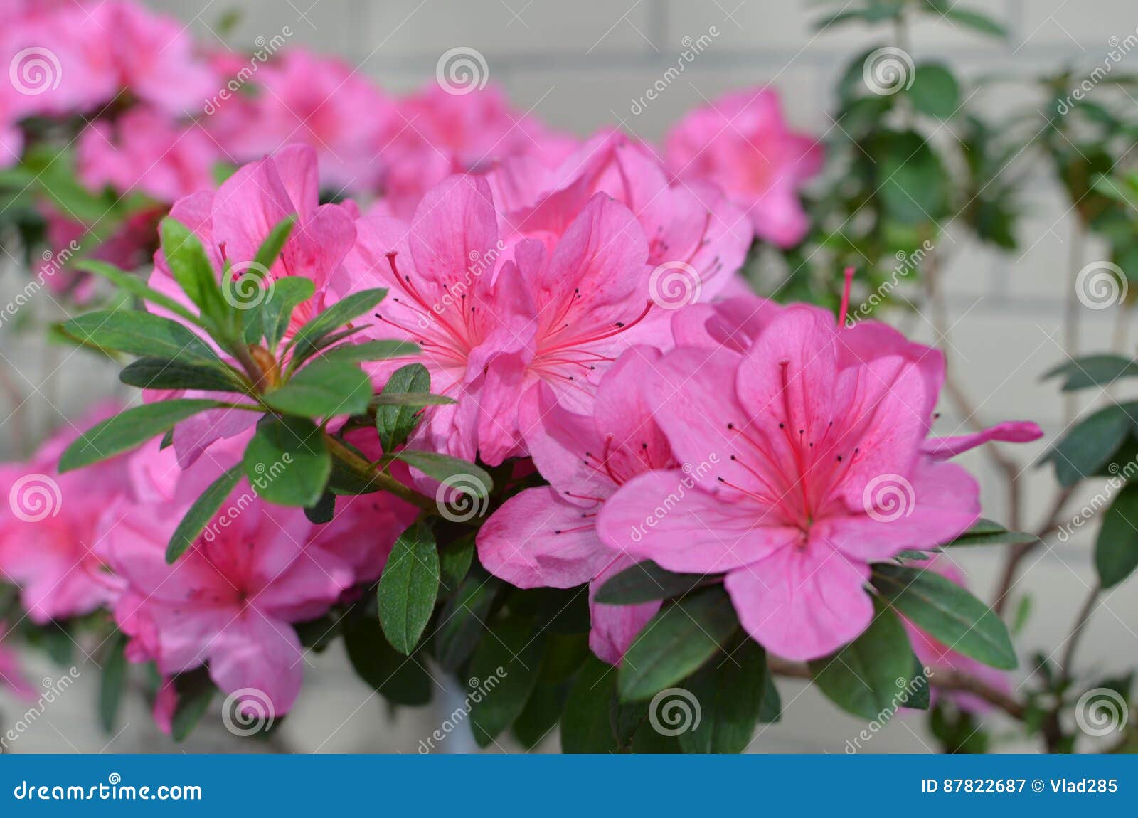 Fleurs rose-clair d'azalée image stock. Image du hiver - 87822687