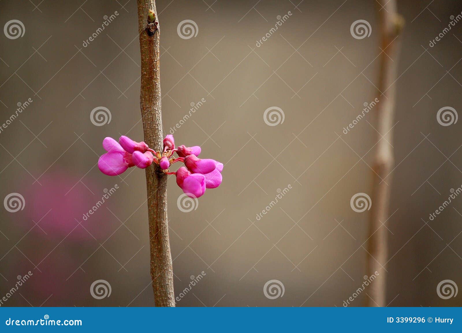 Fleurs roses au printemps photo stock. Image du botanique - 3399296