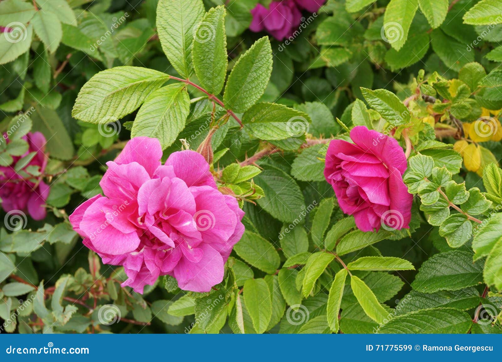 Fleurs Roses, Cynorrhodon De Fleurs Image stock - Image du lames ...