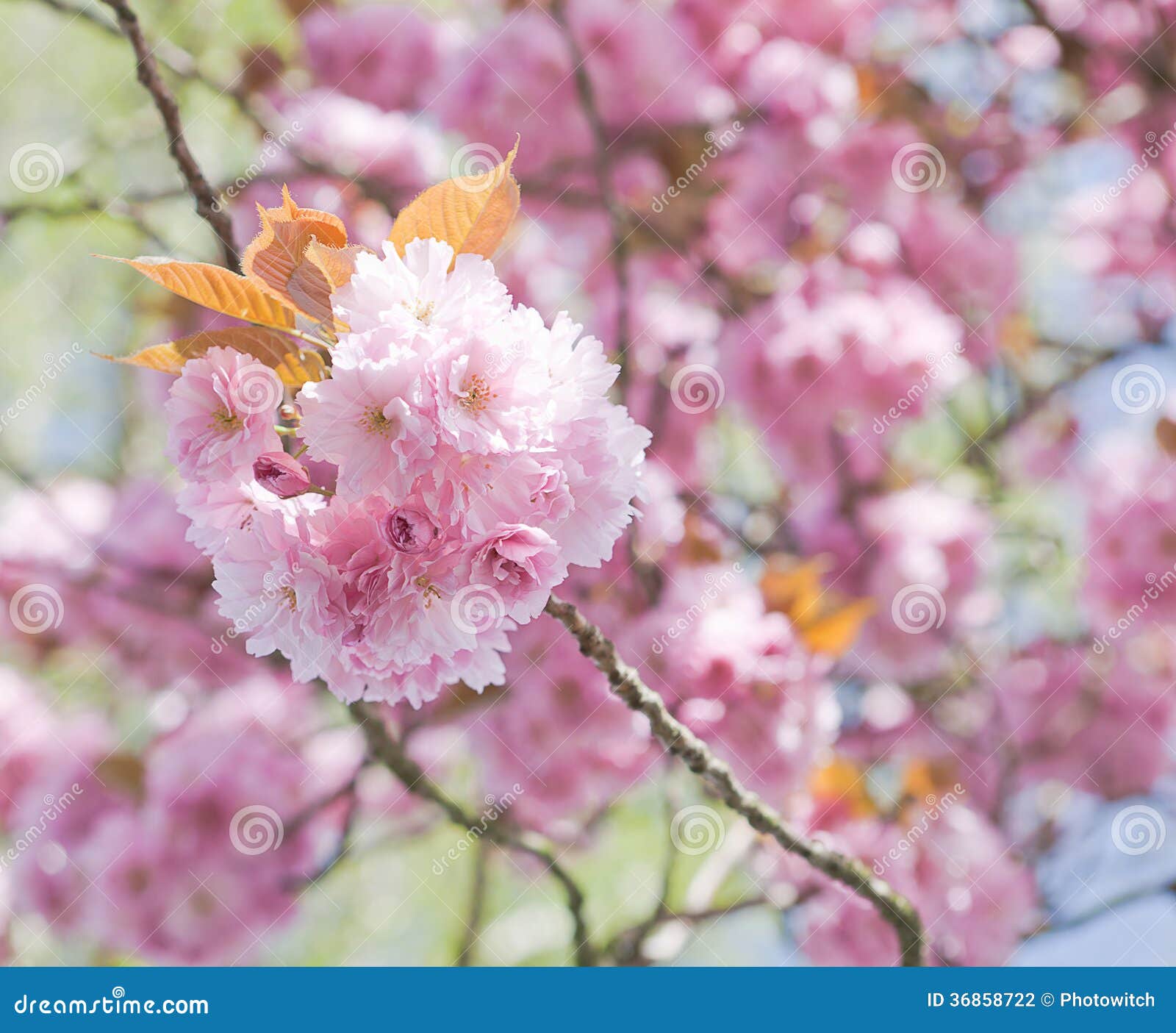 Fleurs Roses Dans Le Printemps Photo stock - Image du branchement ...