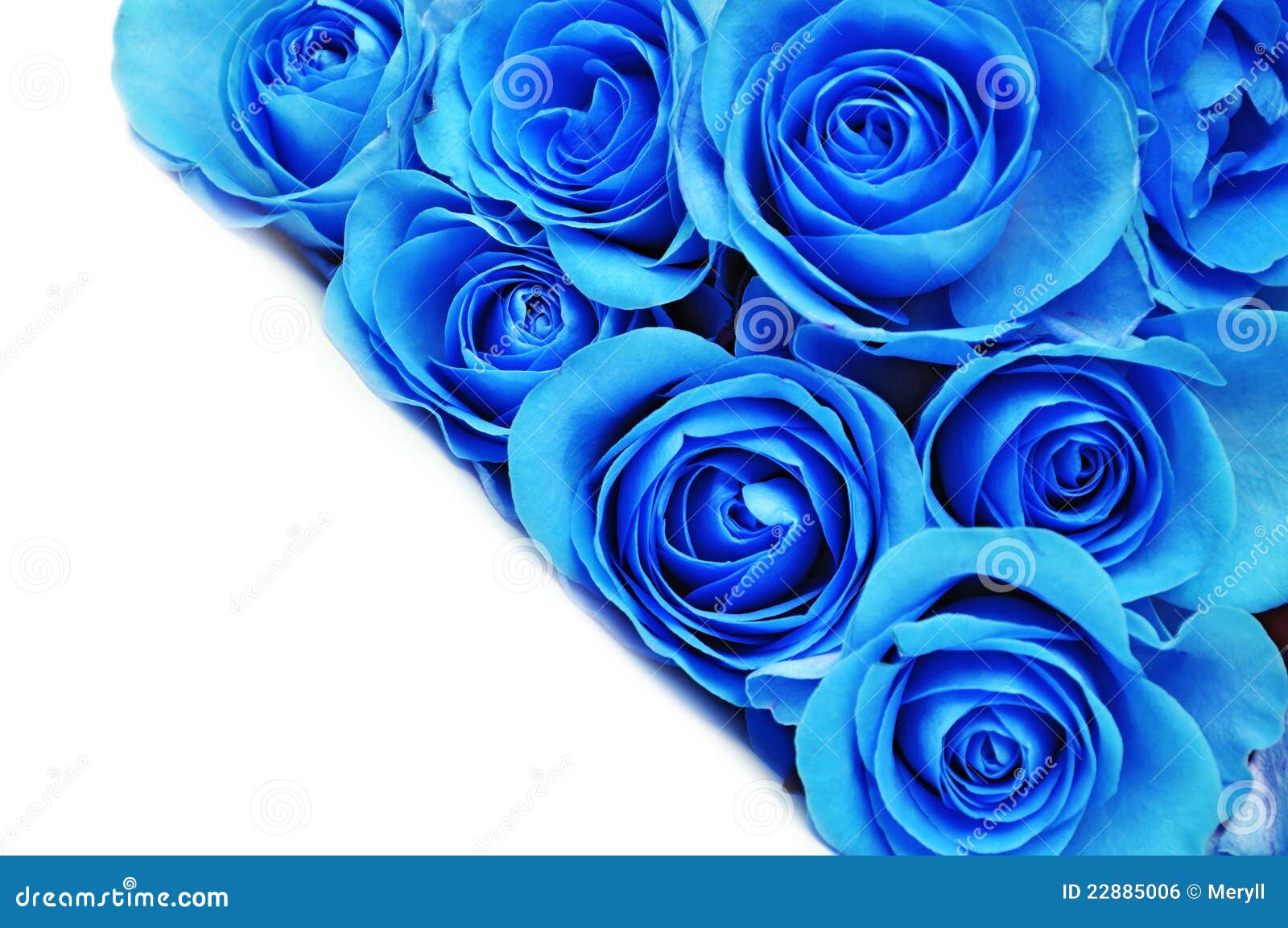 Fleurs roses de bleu photo stock. Image du bonheur, fermer - 22885006