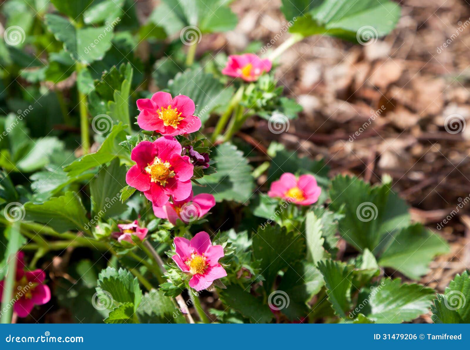 Fleurs roses de fraise photo stock. Image du concept - 31479206