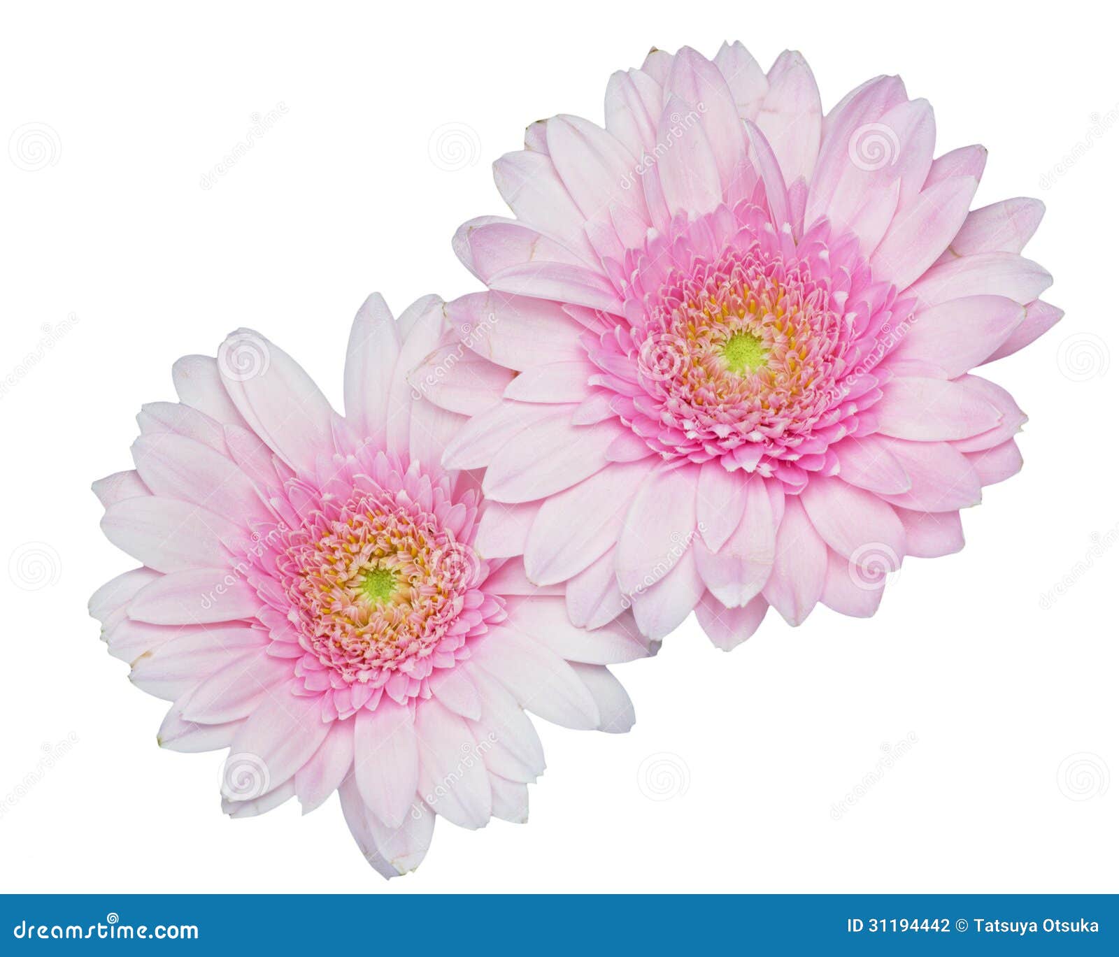 Fleurs Roses De Garbera Sur Le Blanc Photo stock - Image du intérieur ...