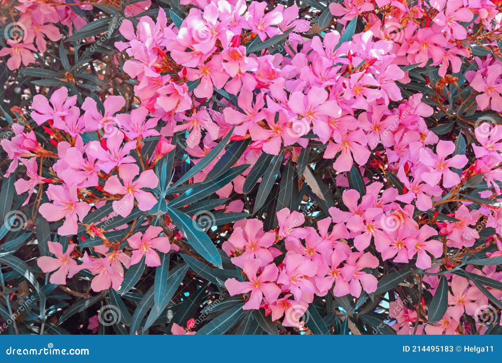 Fleurs Roses De Laurier Rose. Teinte Image stock - Image du jour ...