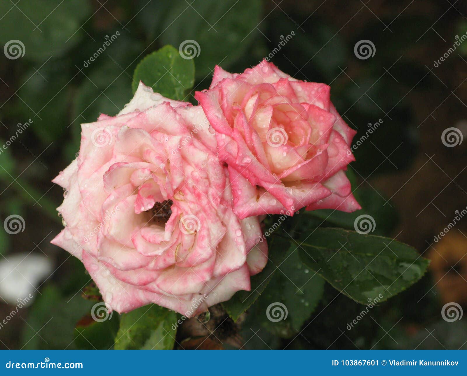 9,095 Roses Rose Clair Photos libres de droits et gratuites de Dreamstime