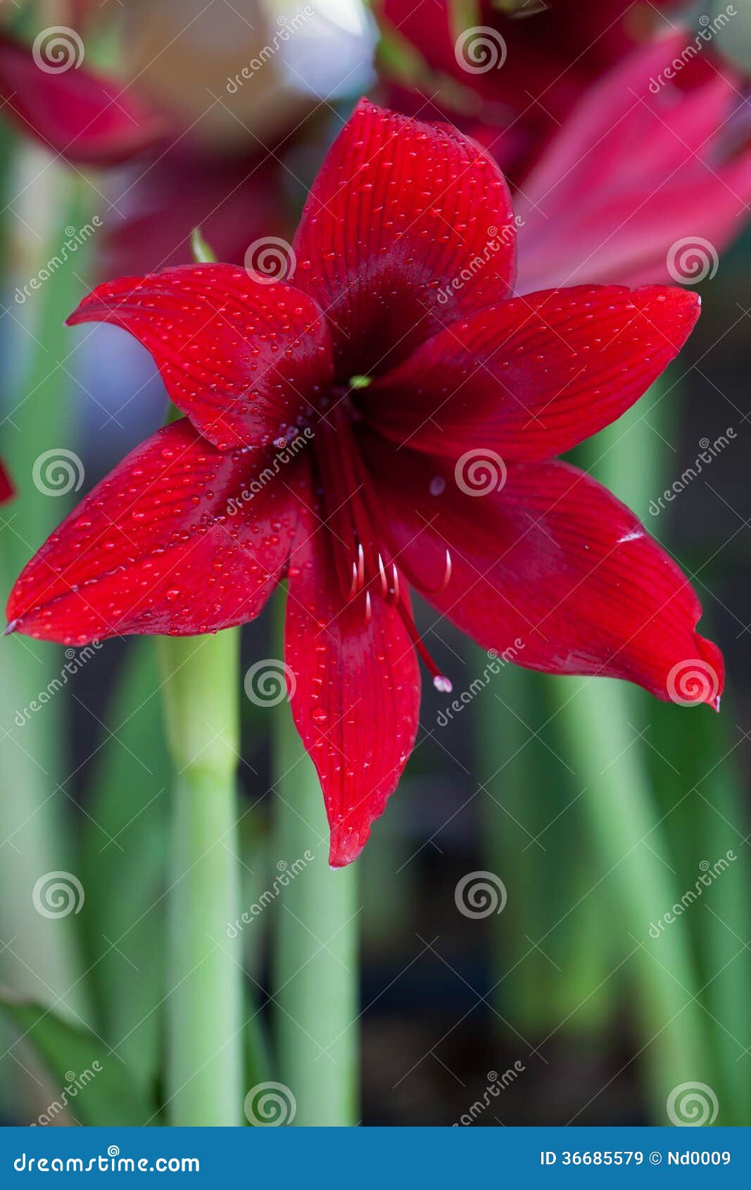Fleurs Rouges De Fleur D'Amaryllis Dans Le Printemps Image stock ...