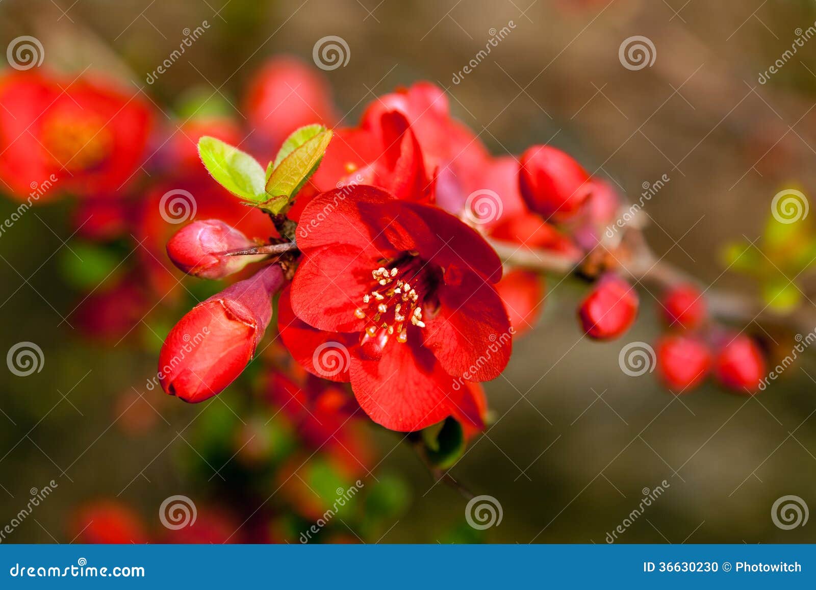 Fleurs rouges de printemps photo stock. Image du centrale - 36630230