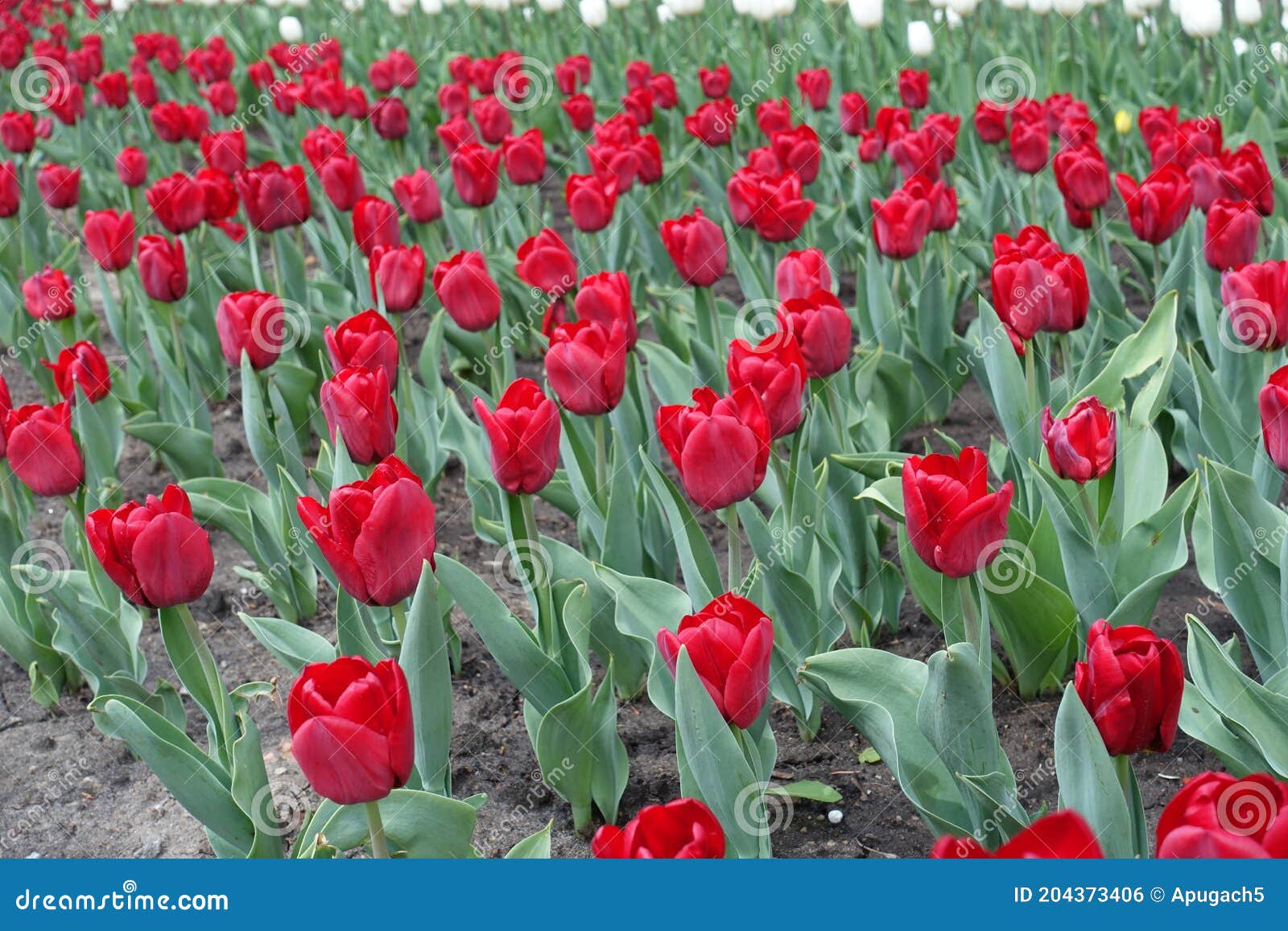 Fleurs Rouges Dynamiques Des Tulipes En Avril Photo stock - Image du ...