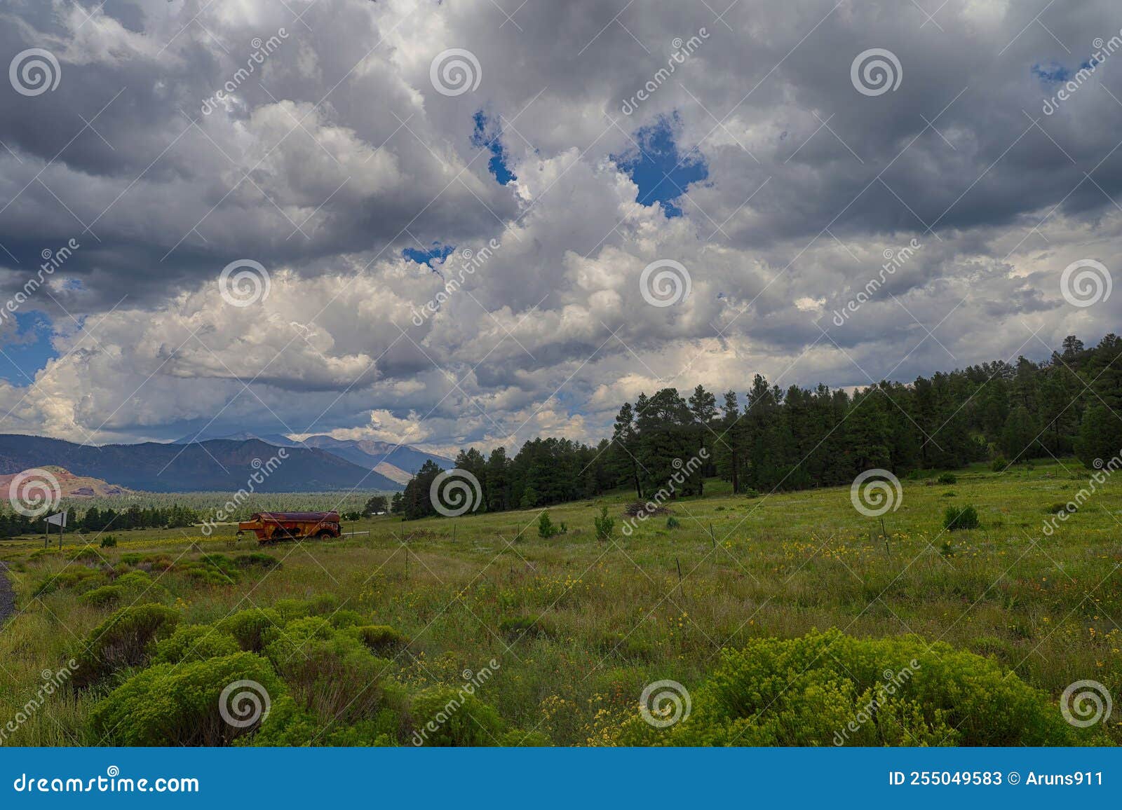 Fleurs Sauvages Autour De Flagstaff Arizona Image stock - Image du ... Fleurs Sauvages Autour De Flagstaff Arizona Image stock - Image du ...