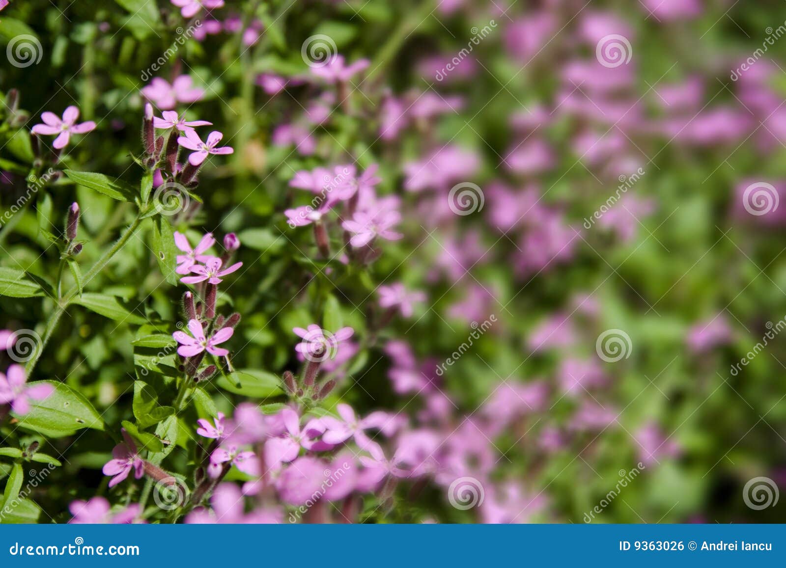 Fleurs sauvages roses photo stock. Image du fond, detail - 9363026