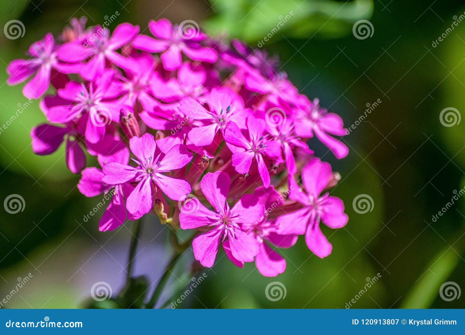 Fleurs Sauvages Roses Dans Le Jardin Image stock - Image du nature ...