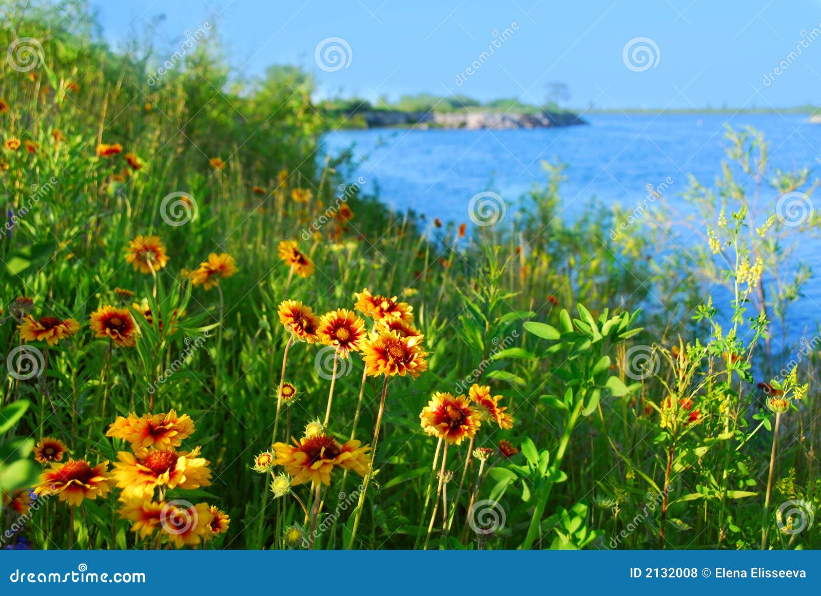 Fleurs Sauvages Sur Le Bord De La Mer Photo stock - Image du mélange ...