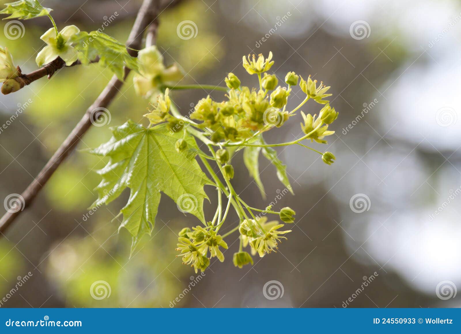 Fleurs vertes d'érable image stock. Image du branchements - 24550933
