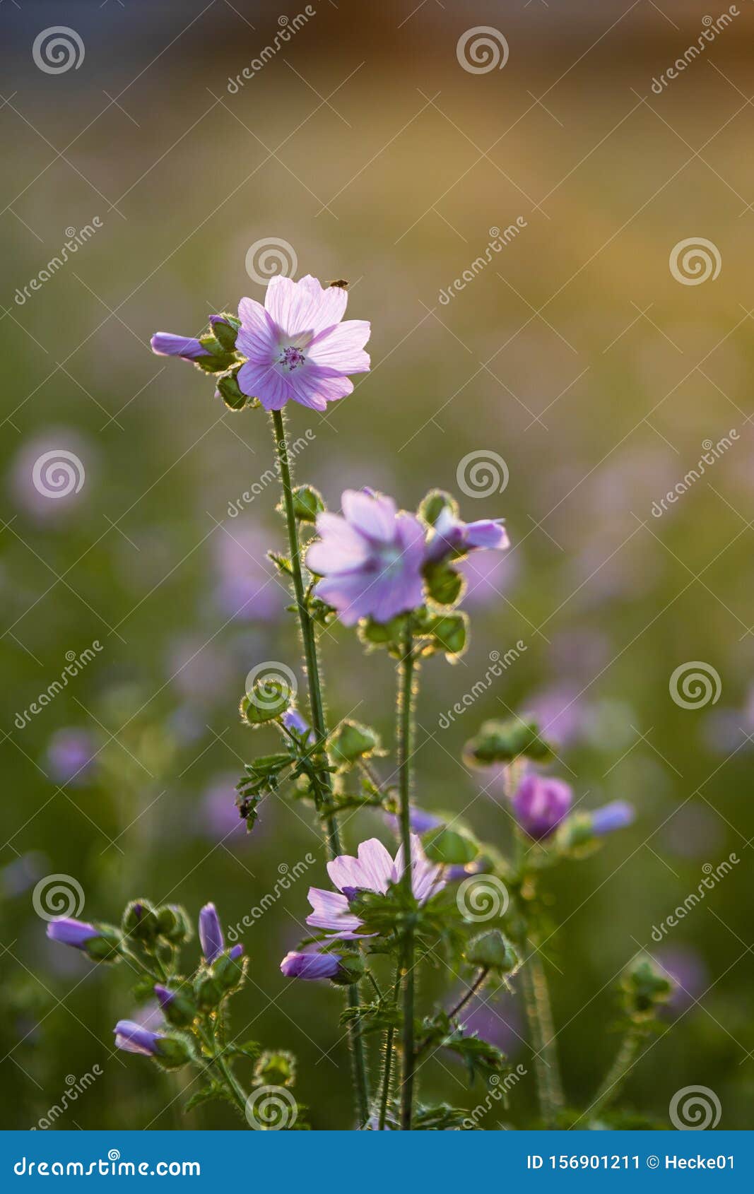 Fleurs Violettes Dans Un Champ Image stock - Image du orchidée, floral ...