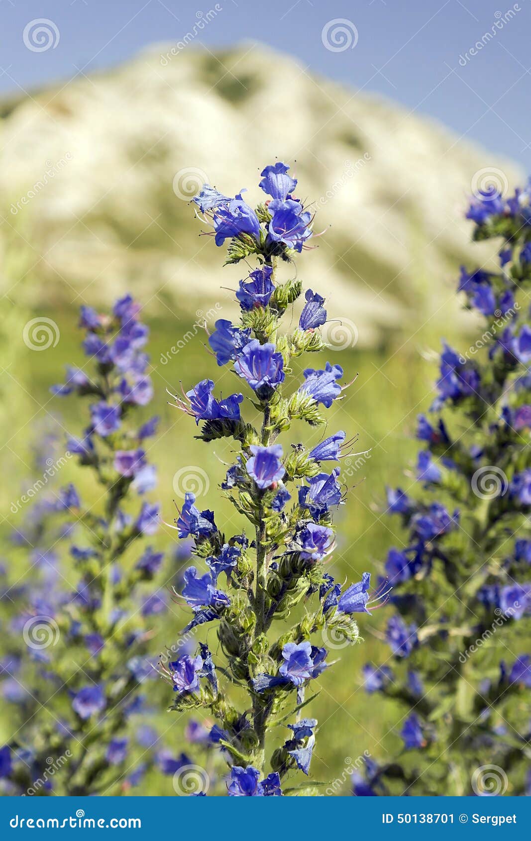 Fleurs Violettes Sauvages Sur Le Champ Image stock - Image du centrale ...