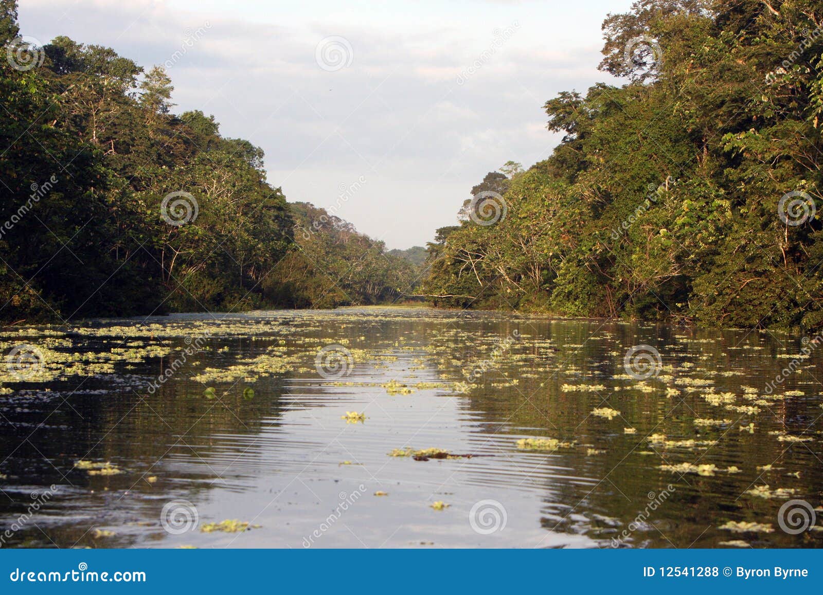 Fleuve et jungle d'Amazone photo stock. Image du jungle - 12541288