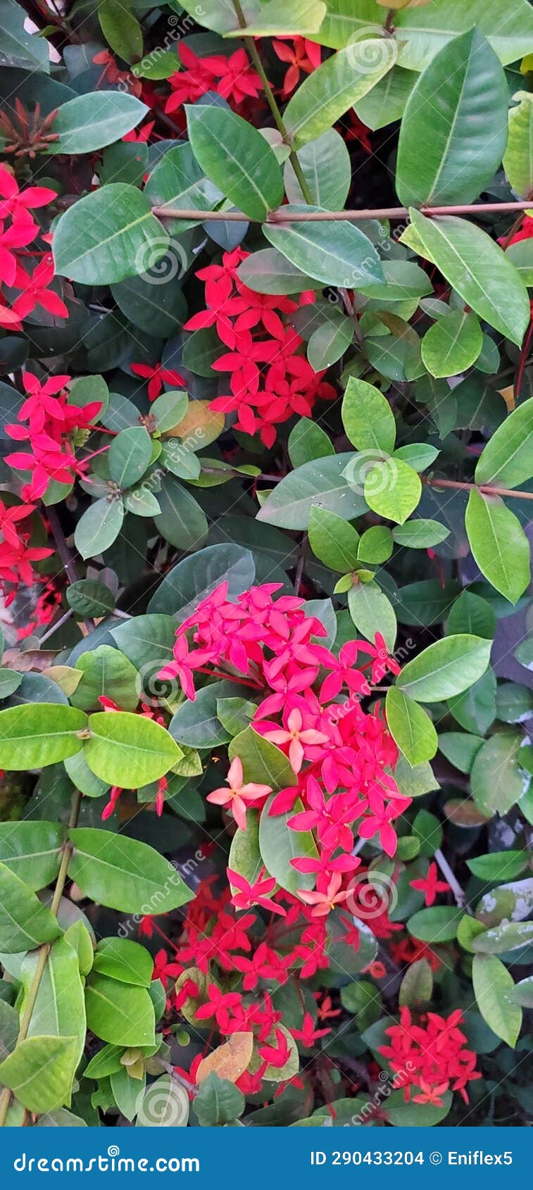 Flex, Flower, Nature, Green, Wallpaper Stock Photo - Image of flower ...