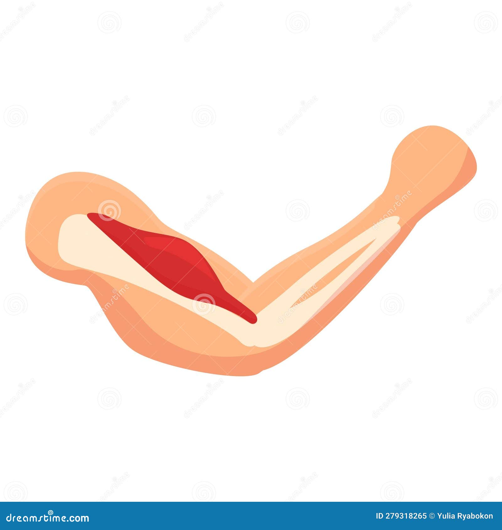 Flex Muscle Icon Cartoon Vector. Strong Arm | CartoonDealer.com #279318265